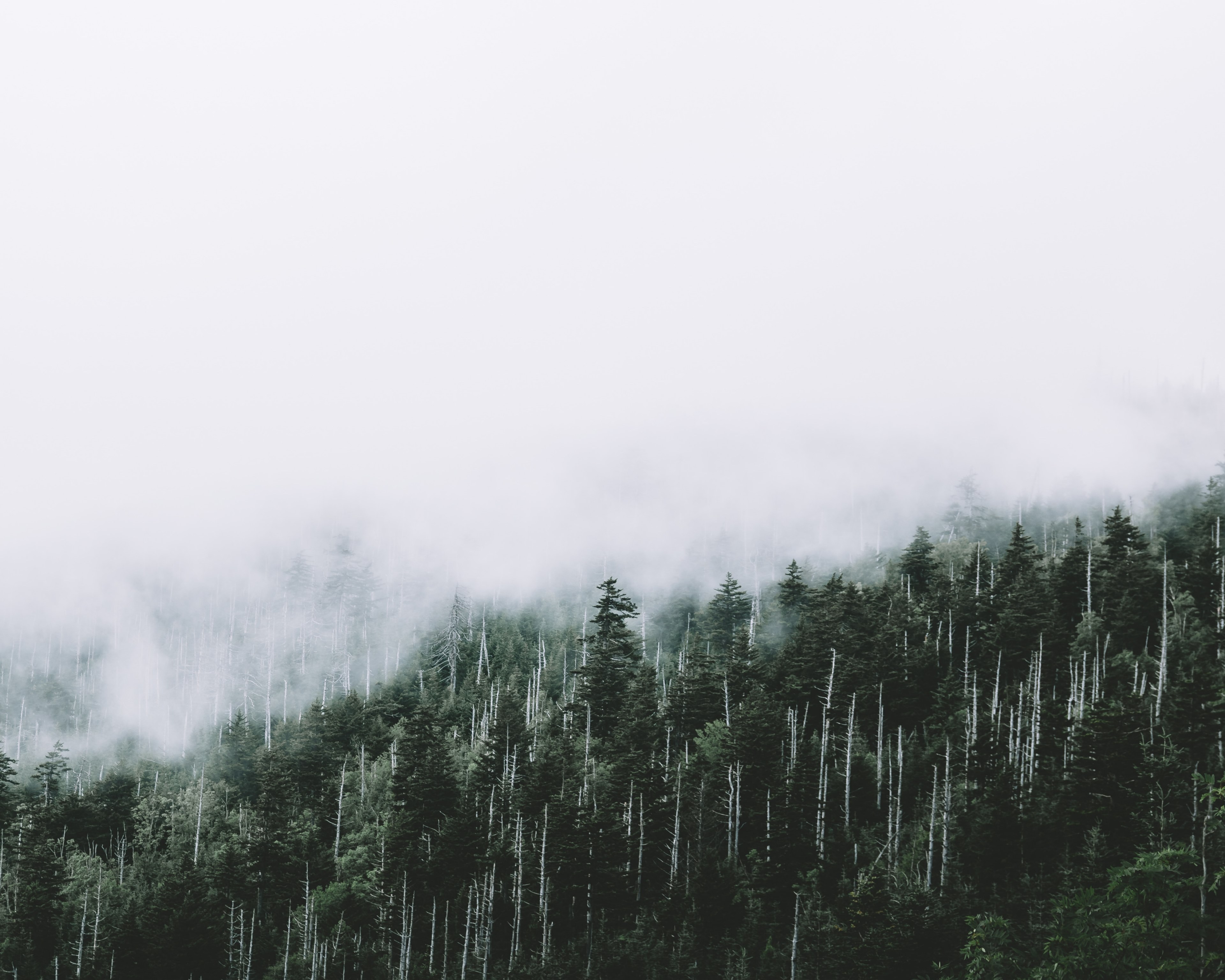 tree woodland forest and cloud 4k HD Wallpaper
