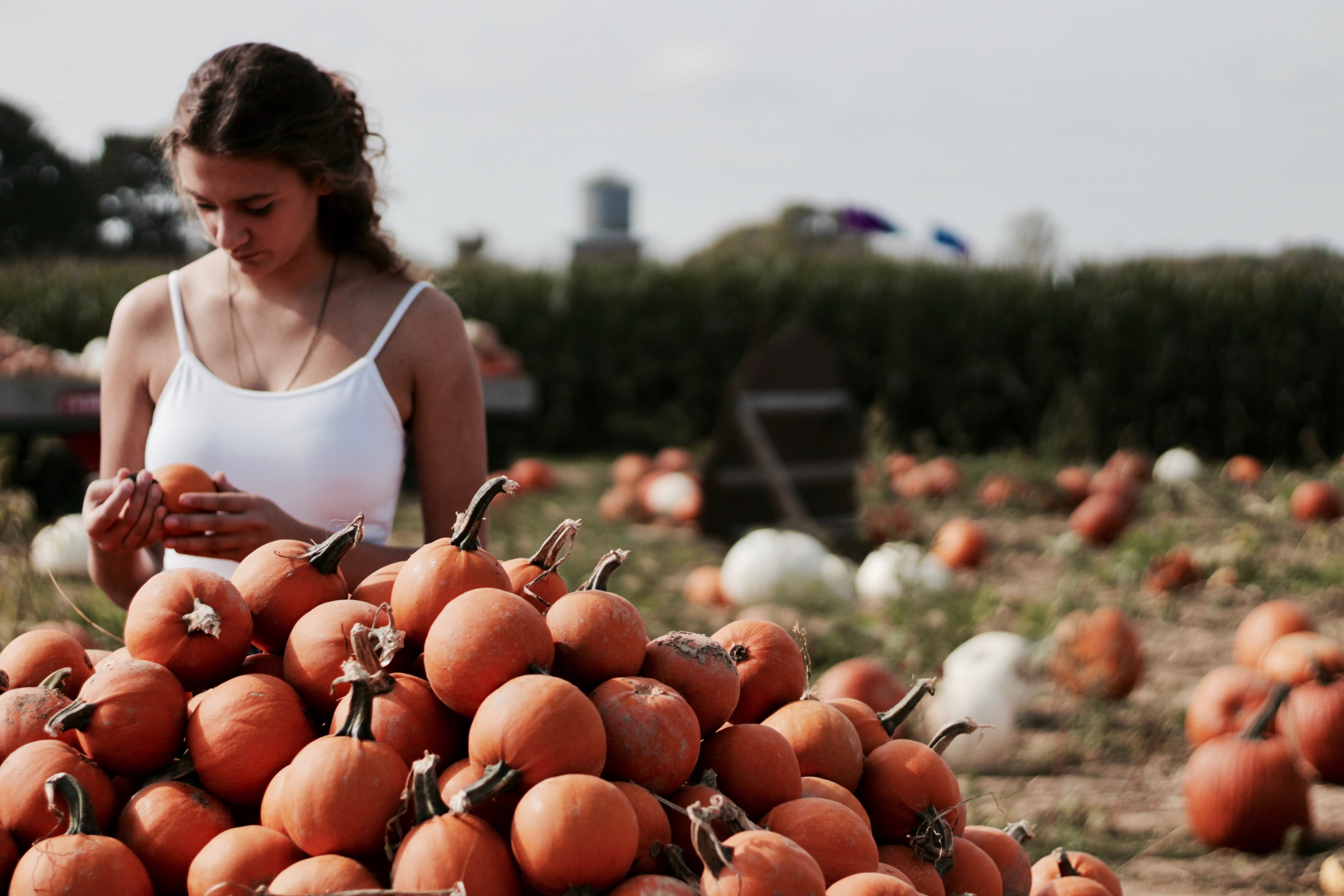 pumpkin patch 4k HD Wallpaper