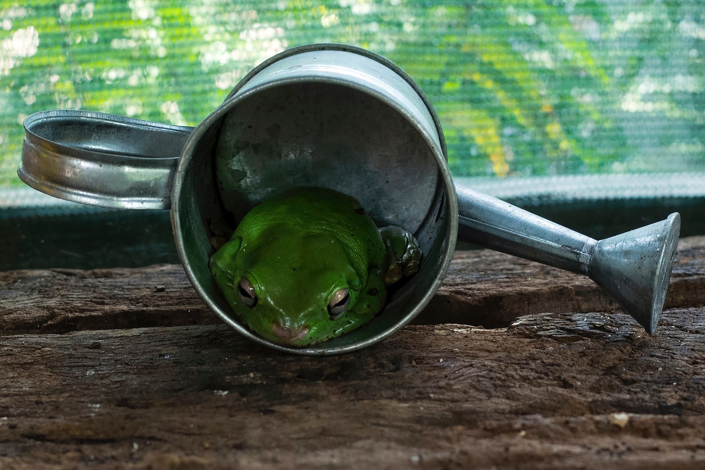 frog in a pail 4k HD Wallpaper