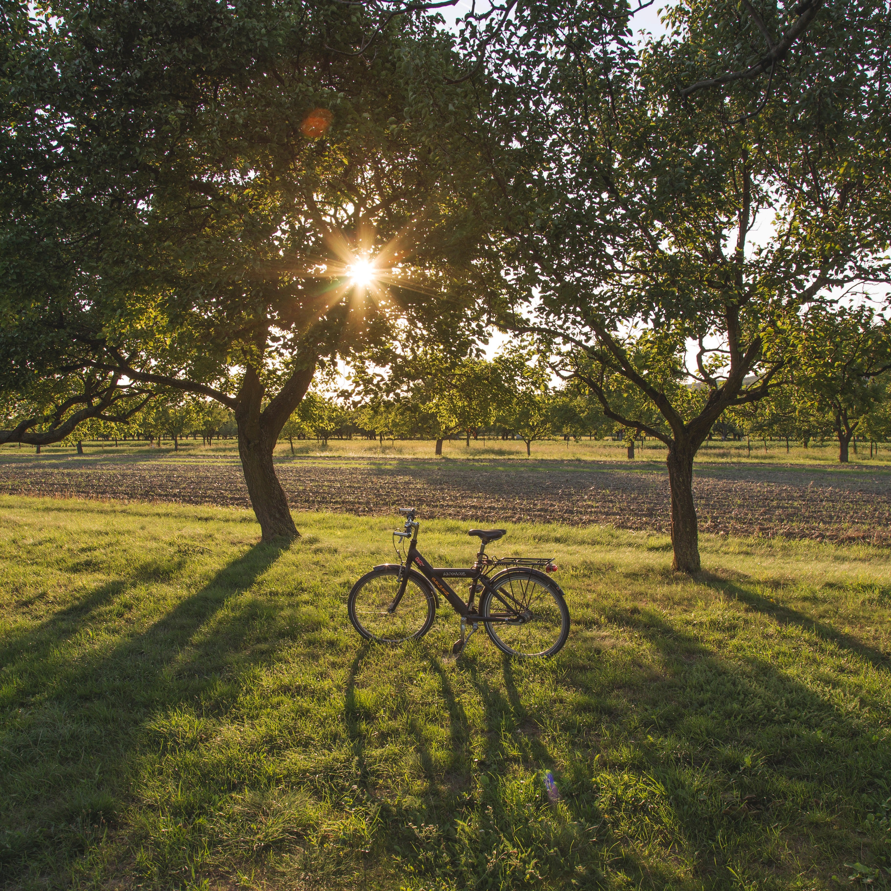 tree evening trip and nature 4k HD Wallpaper