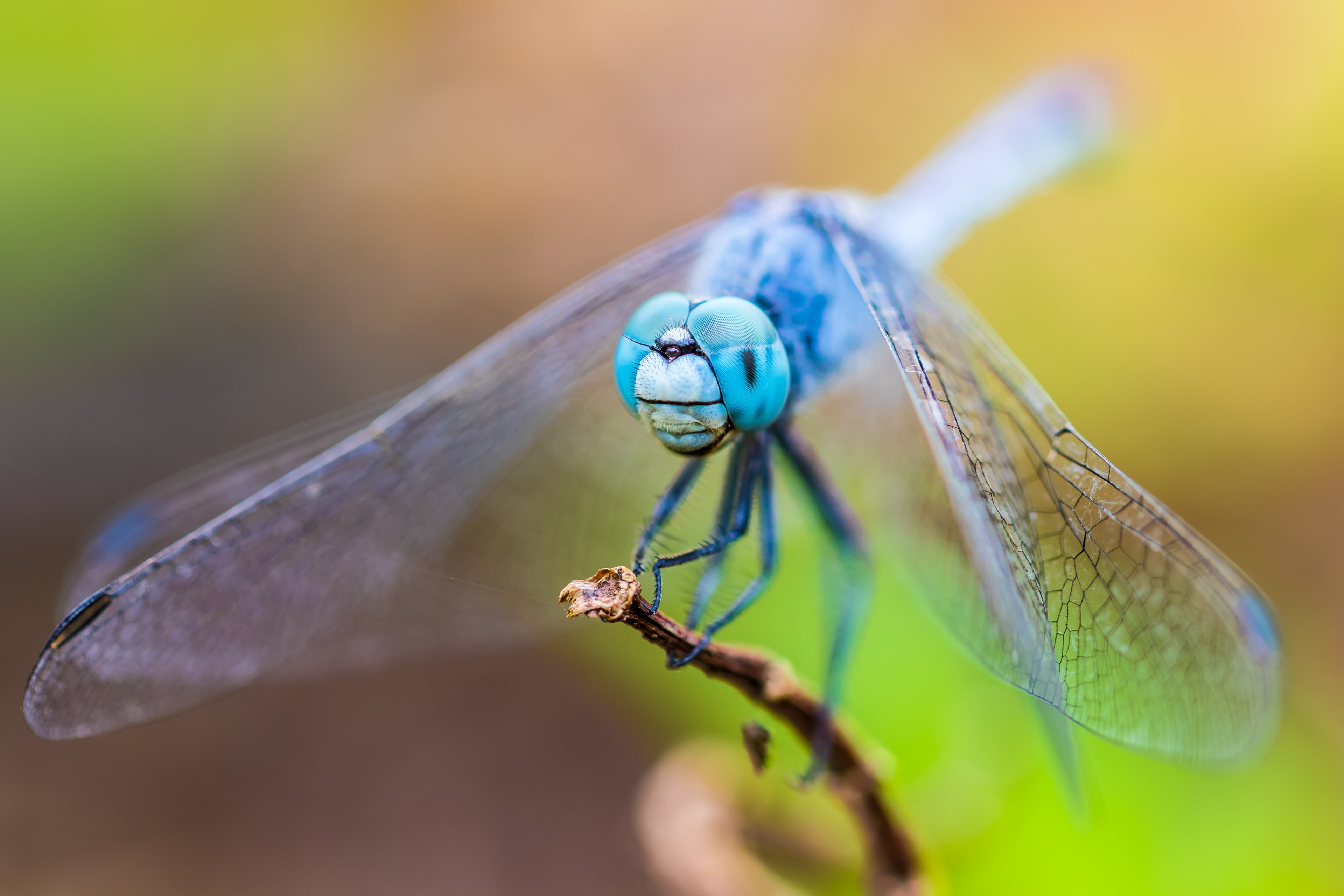 dragonfly wings 4k HD Wallpaper