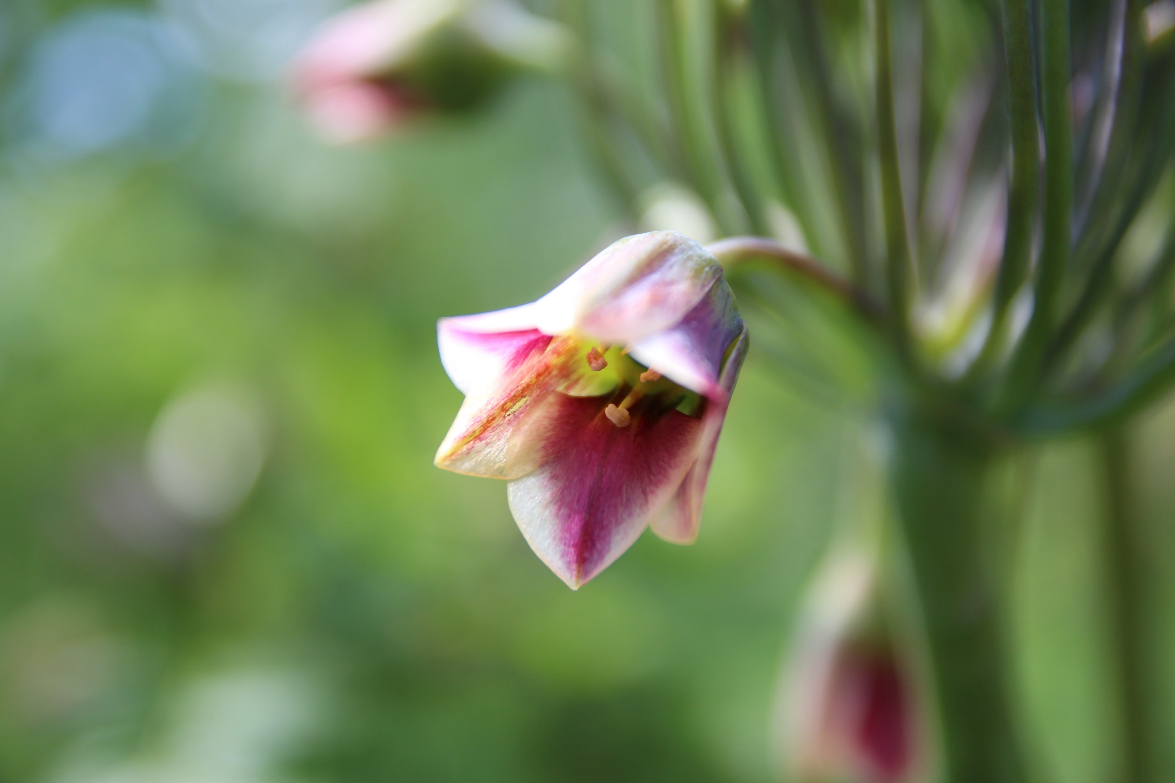 pinky flower 4k HD Wallpaper