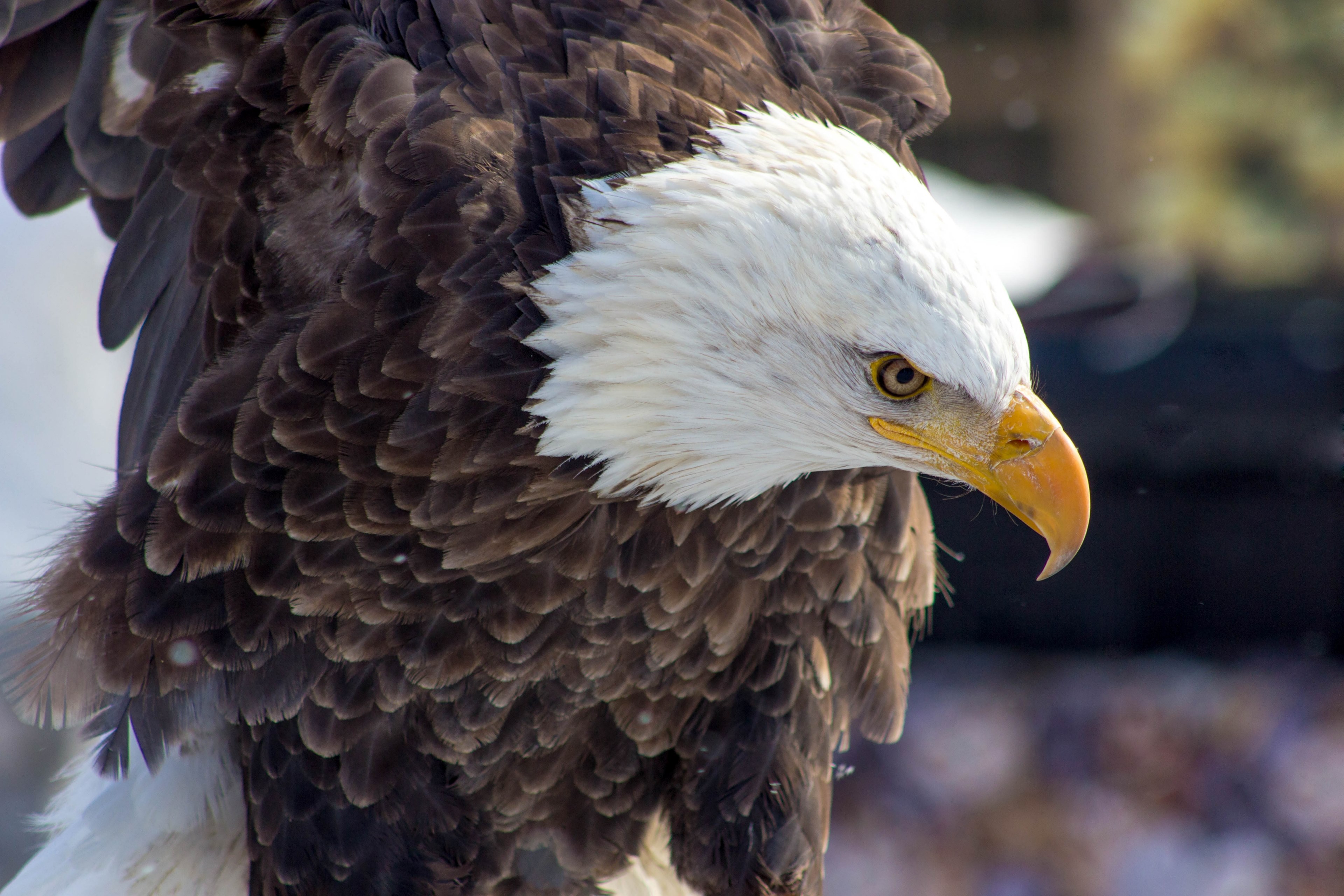 Bald Eagle 4k Wallpaper Hd Wallpaper Background