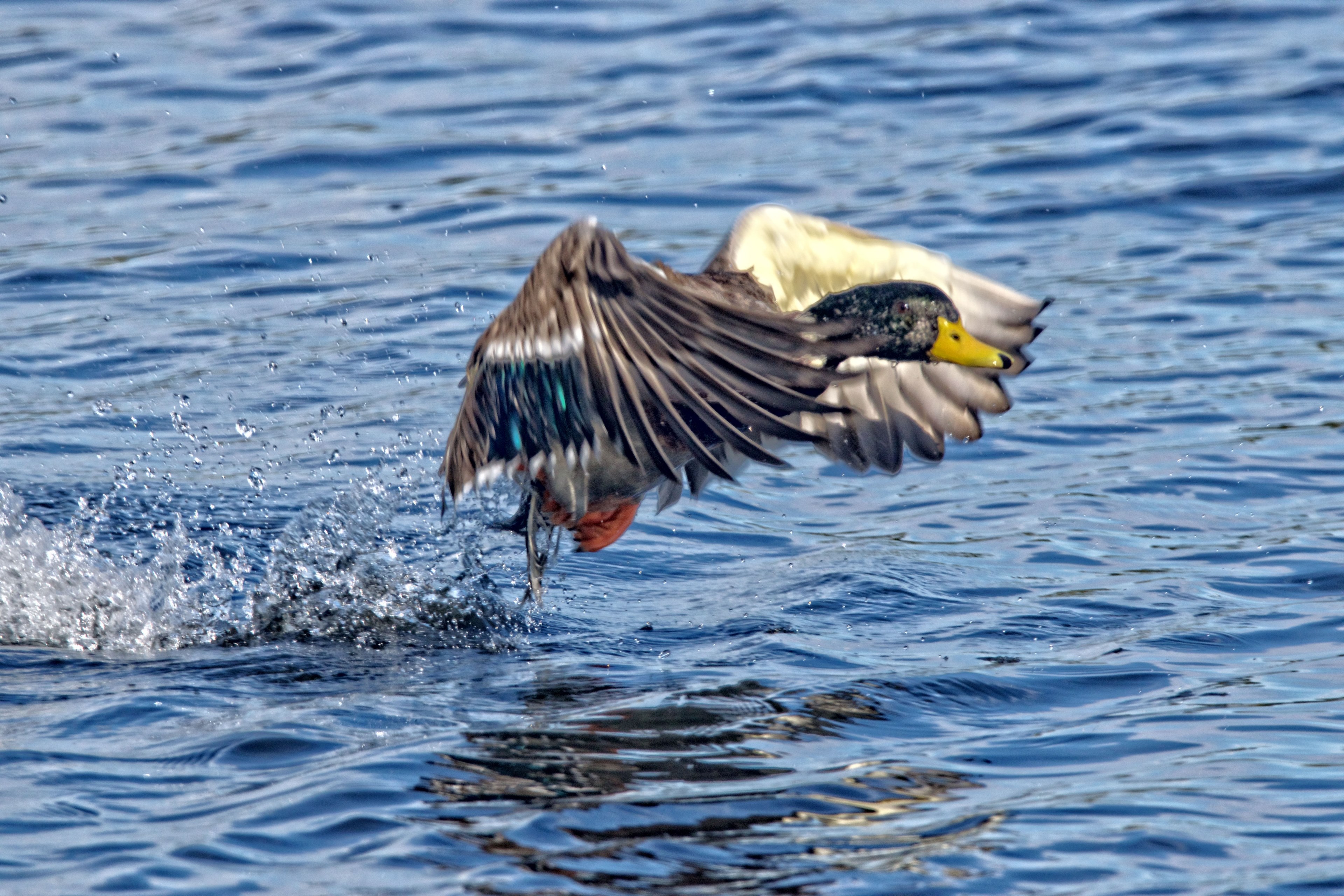 mallard anas platyrhynchos drake green metallic 4k HD Wallpaper