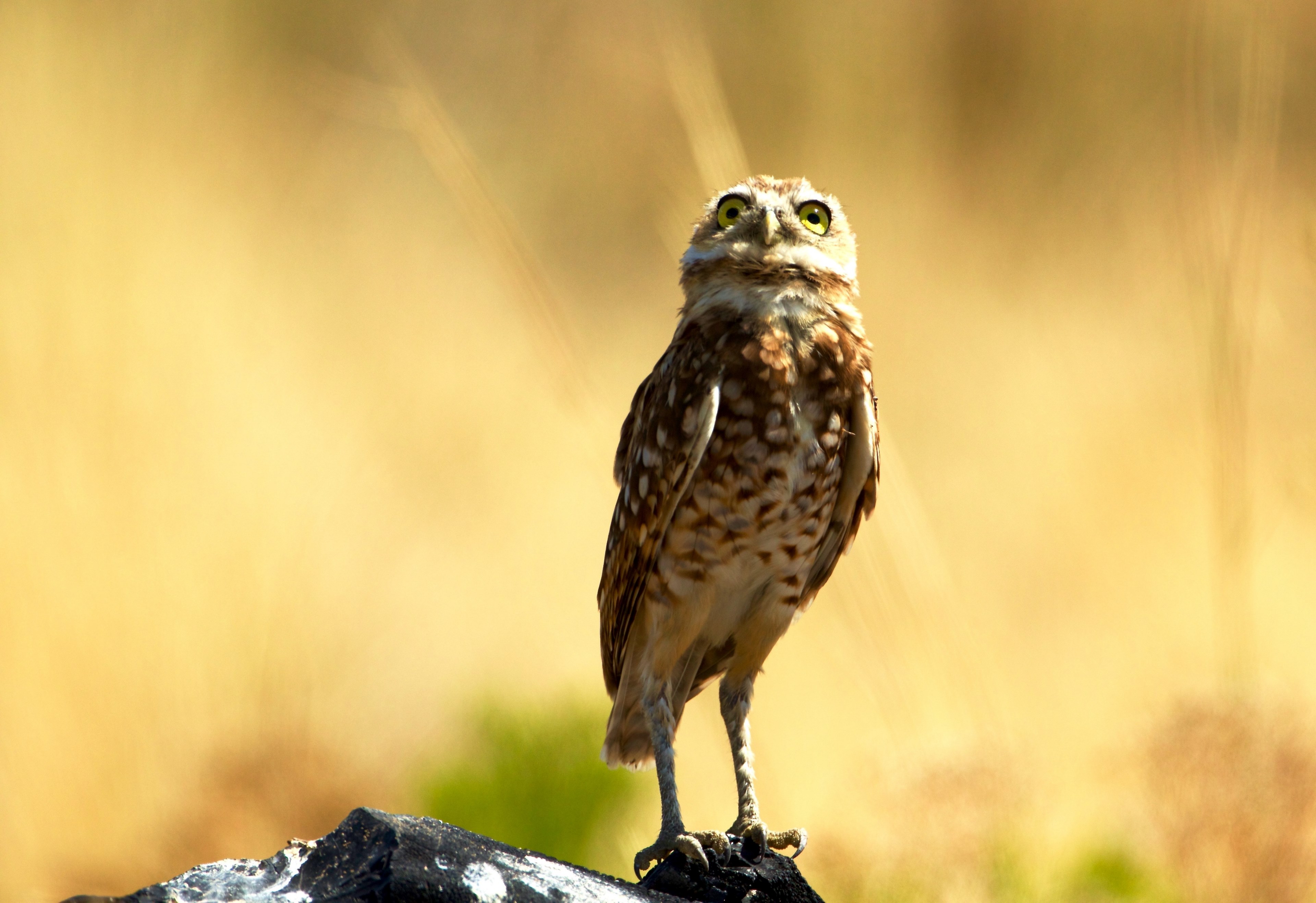 burrowing owl 4k HD Wallpaper