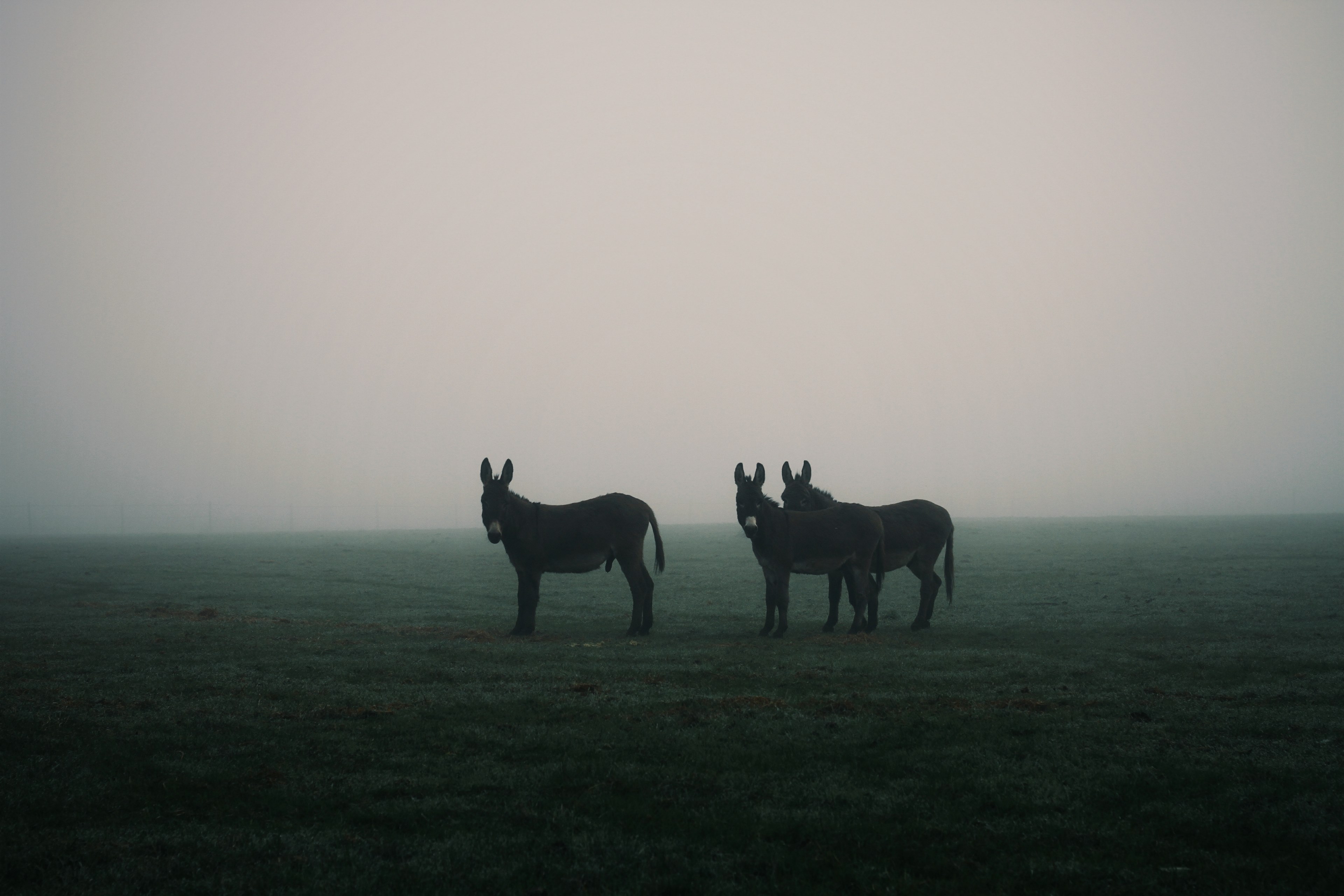 donkeys 4k HD Wallpaper
