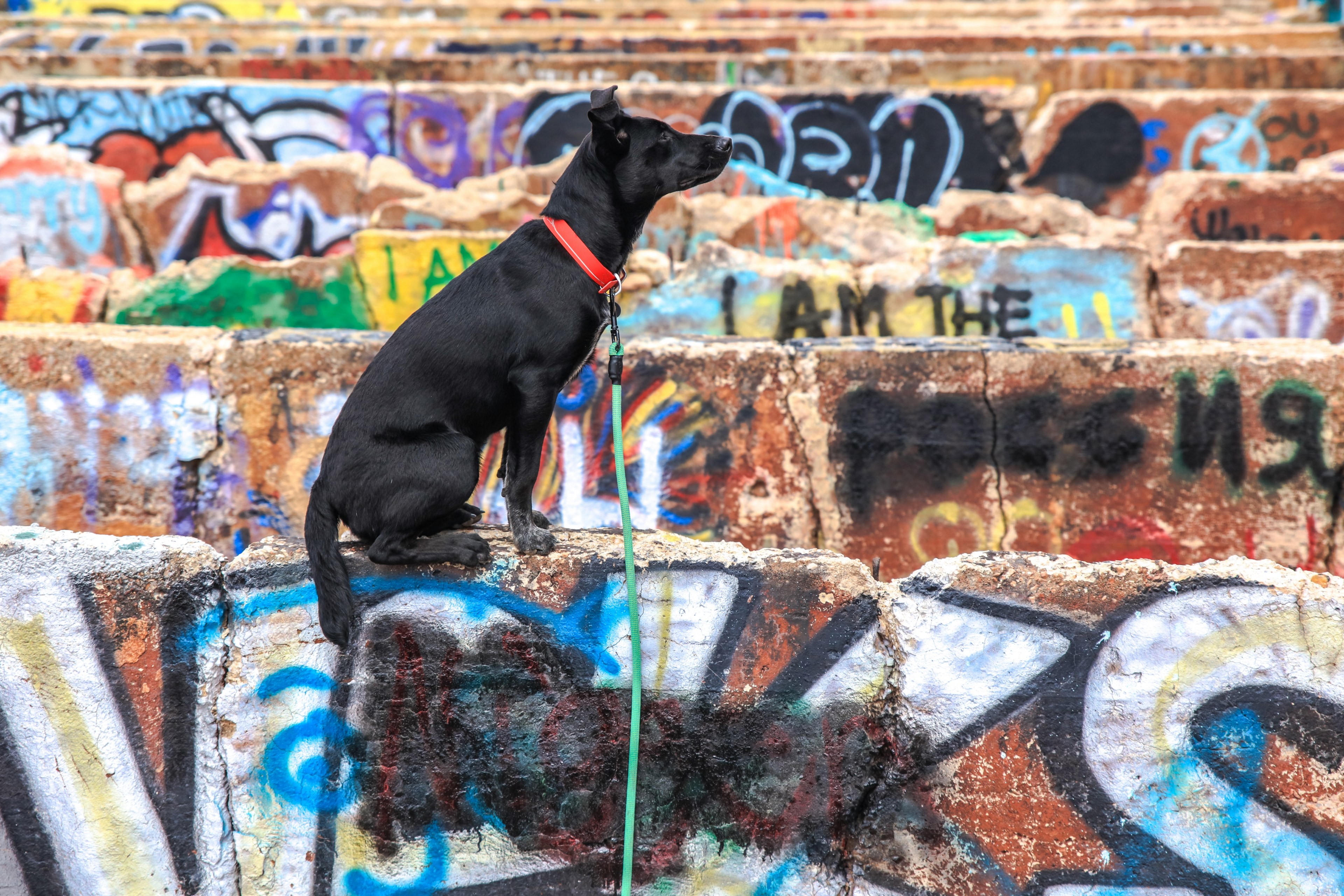 best friend k9 dog and abandoned 4k HD Wallpaper