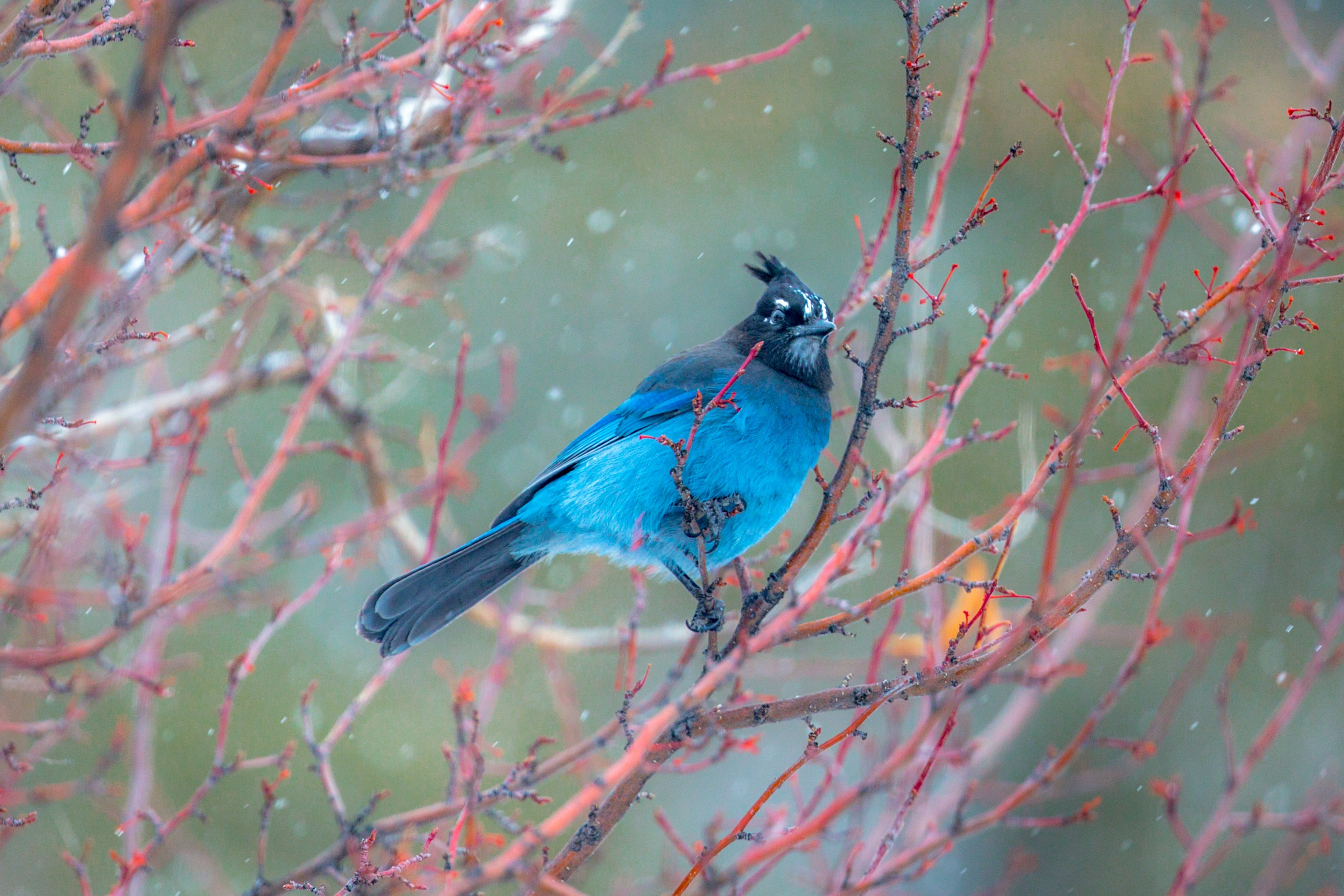 stellar jay 4k HD Wallpaper