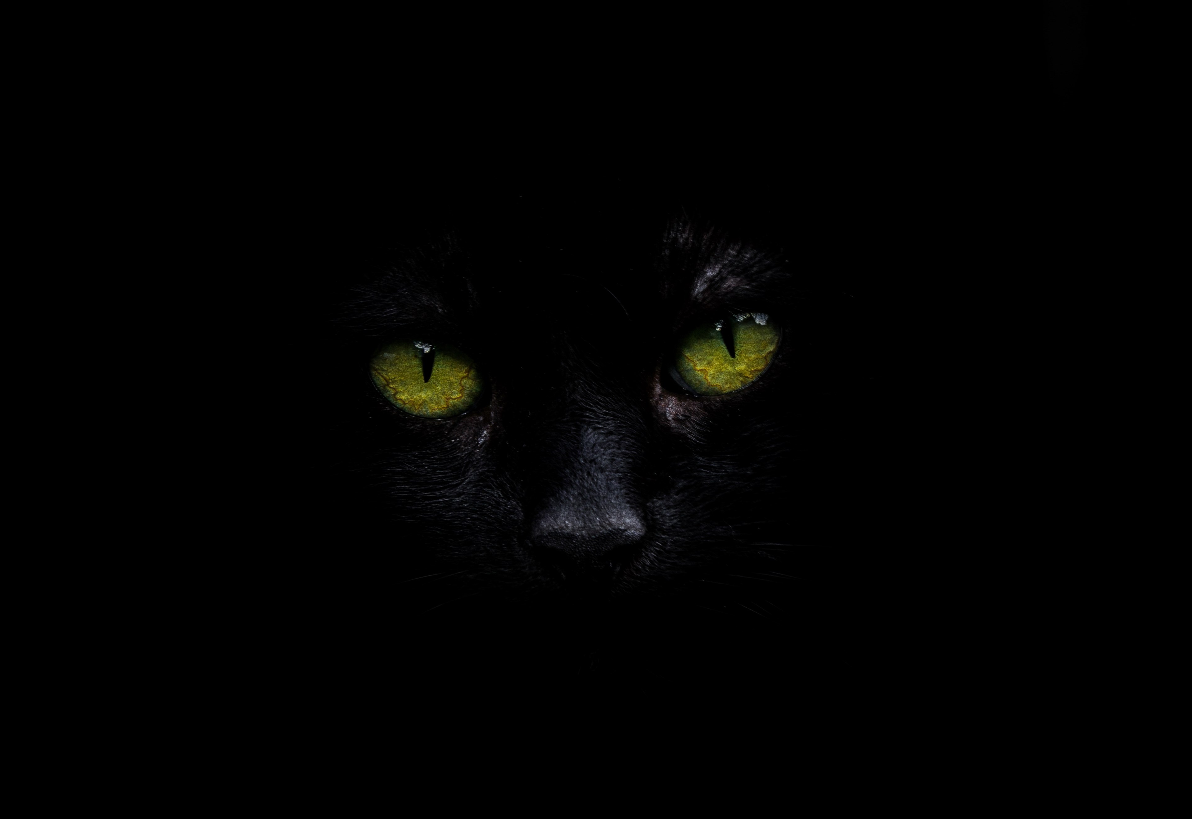 Focus 4K Hd Wallpaper
