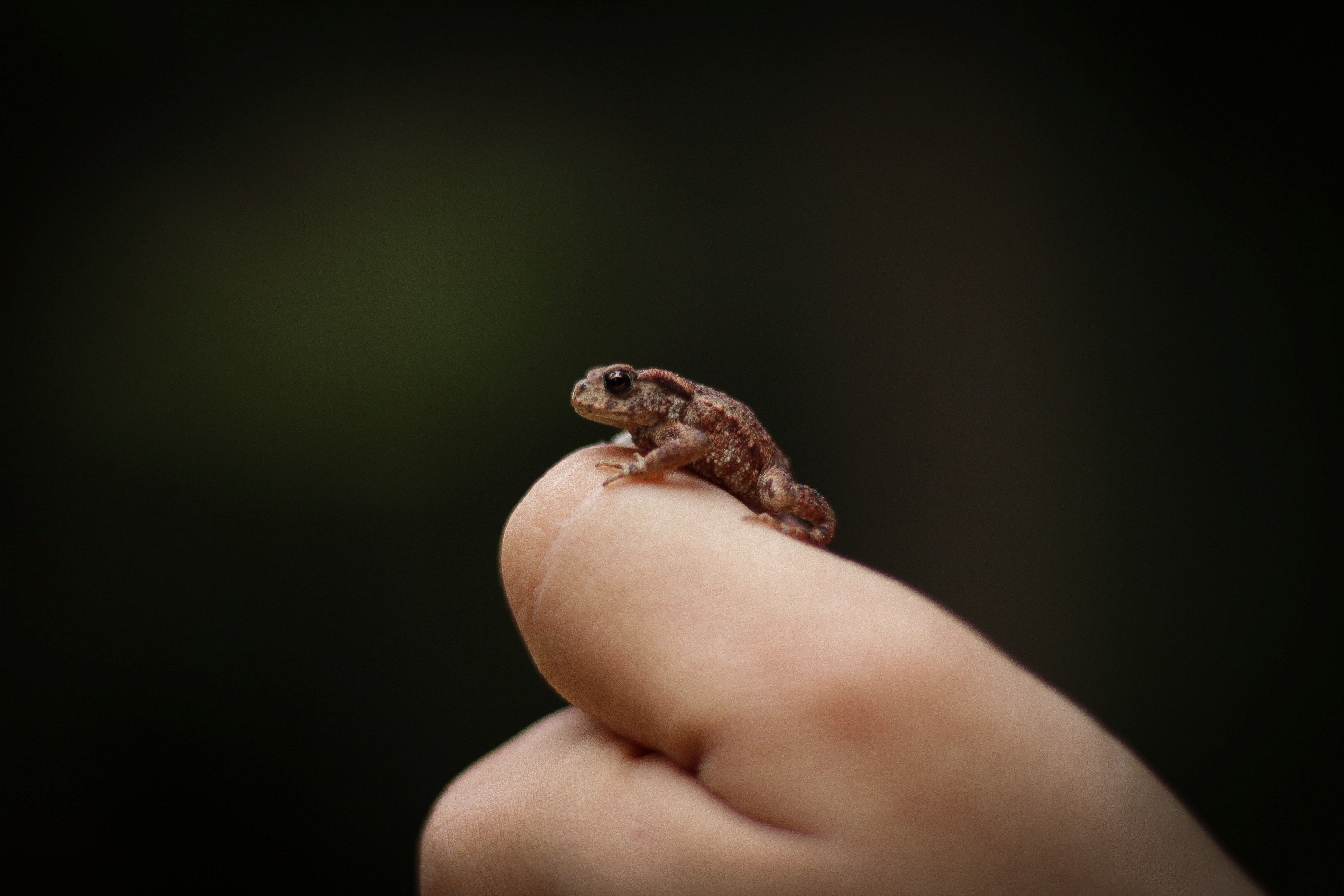 a tiny frog resting on a persons thumb against black background ...