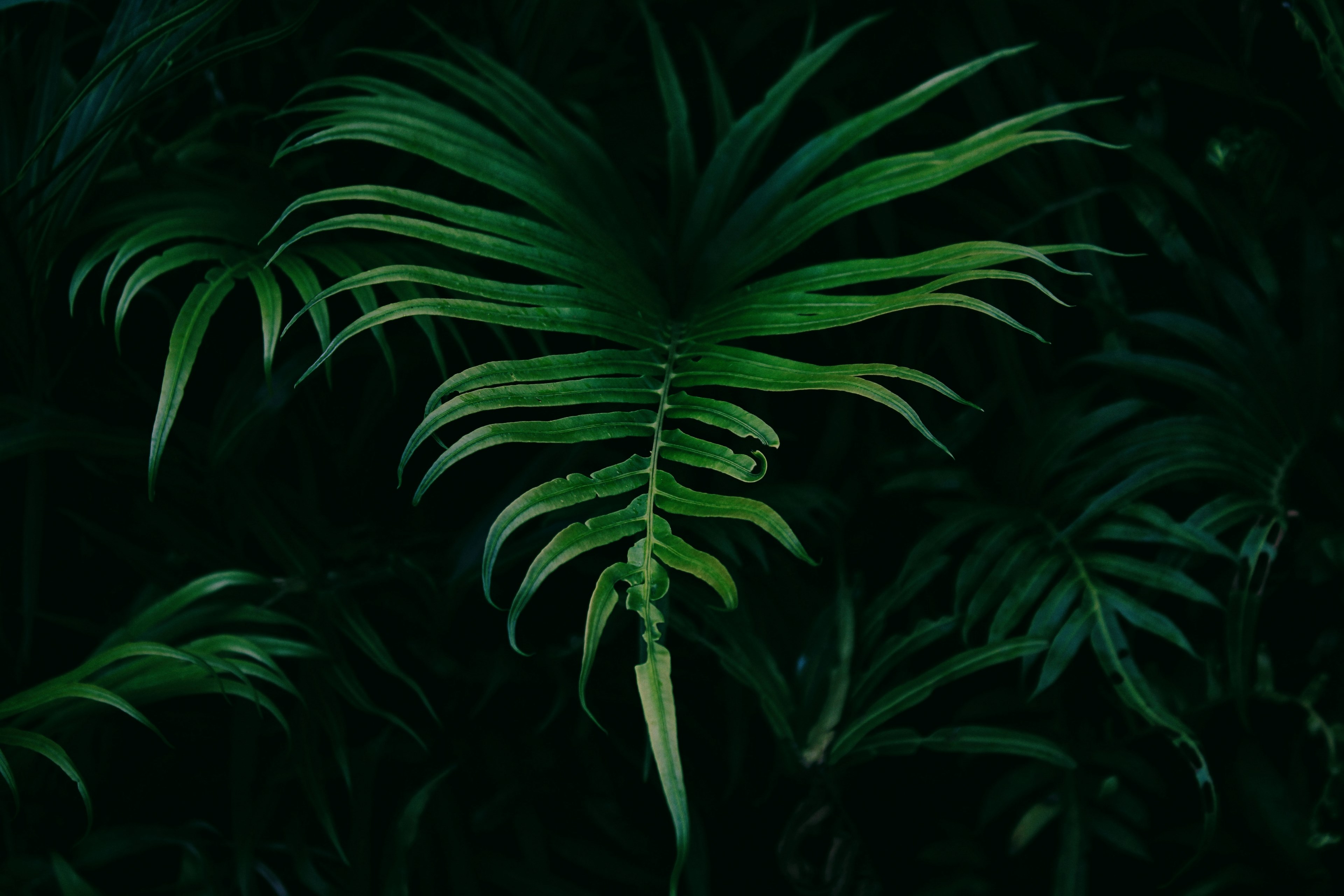 leaf foliage plant and green 4k HD Wallpaper