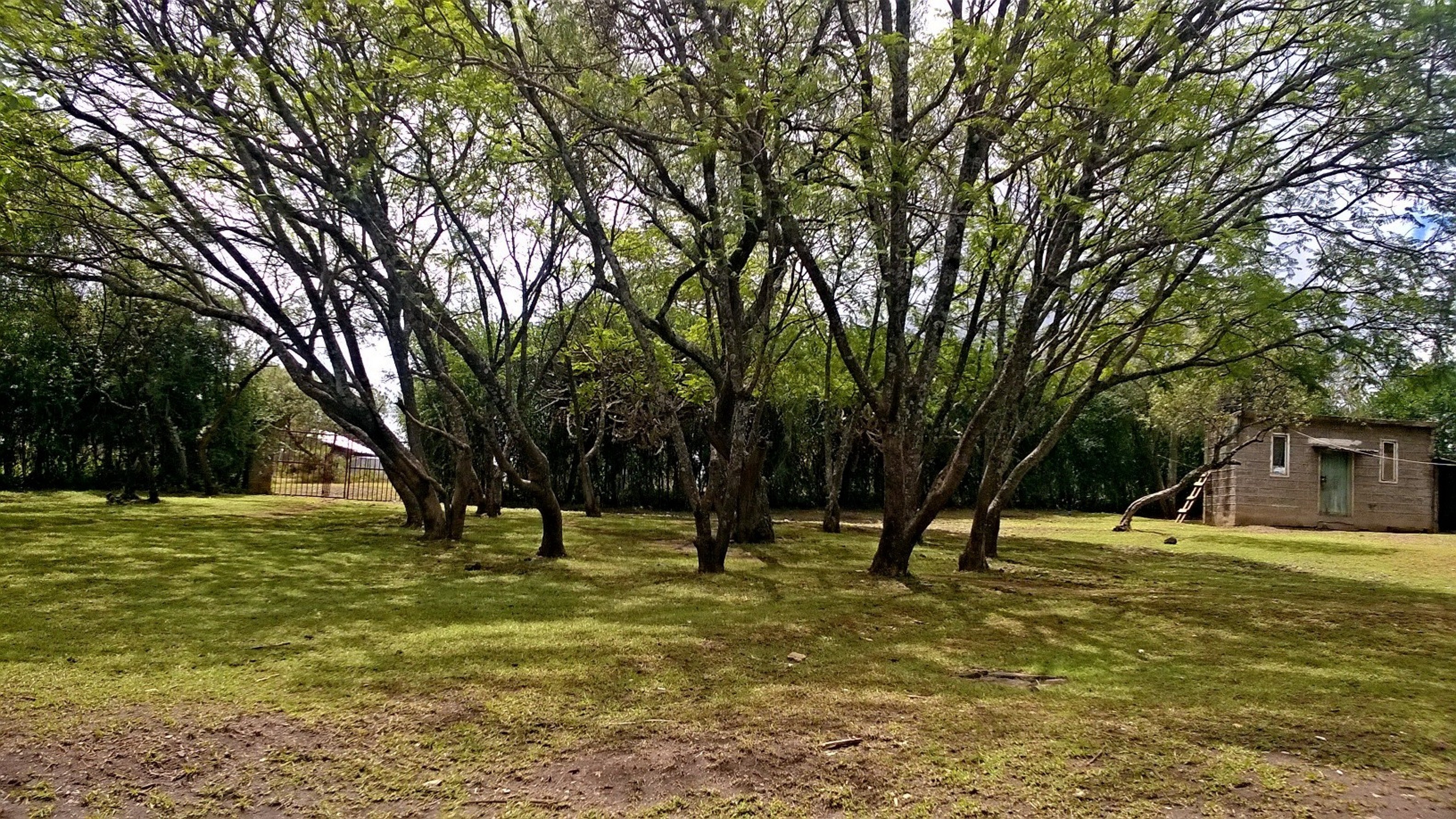 jacaranda trees shade 4k HD Wallpaper