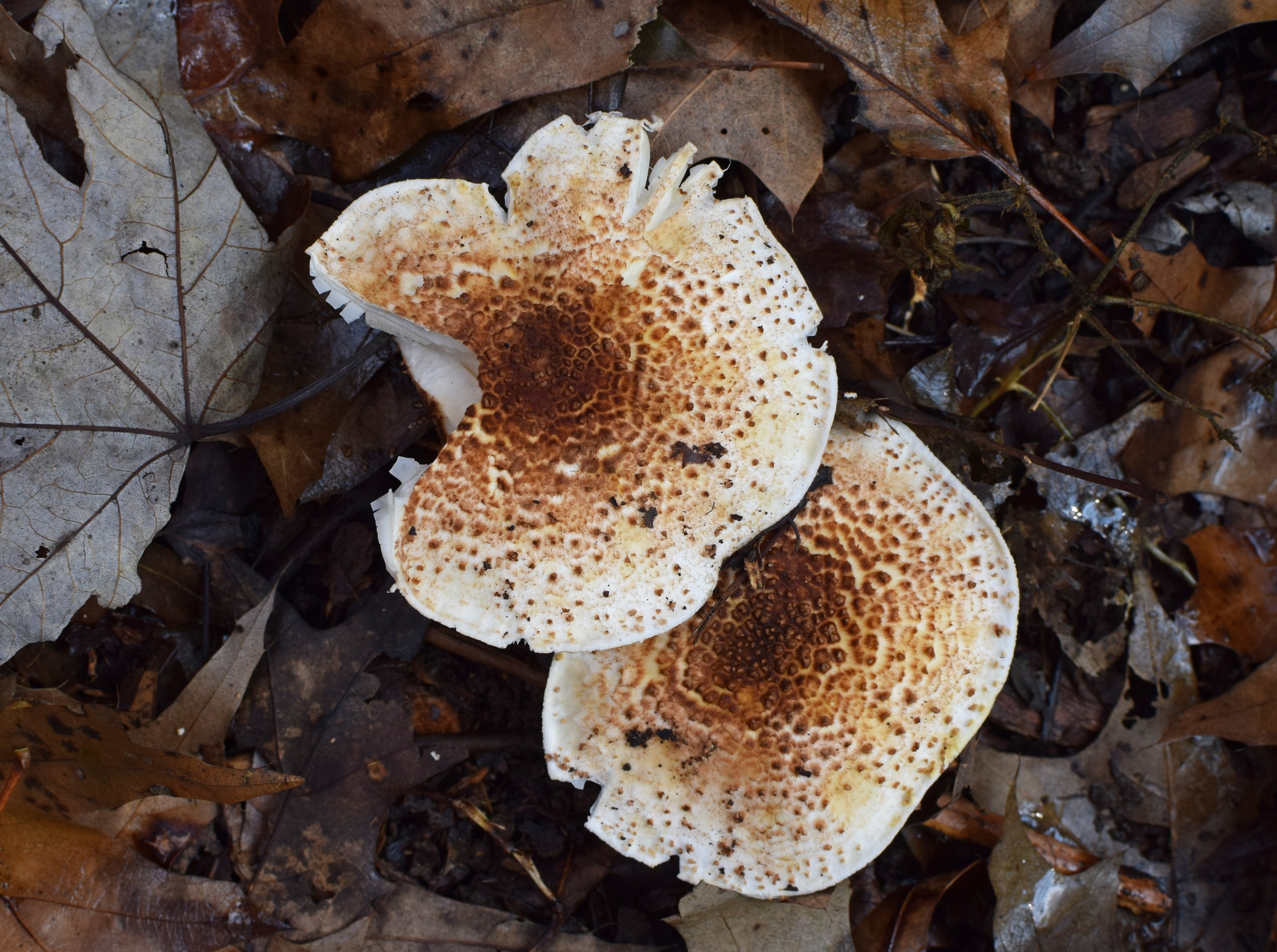 Wallpaper ID: 278643 / fall mushrooms 4k wallpaper free download