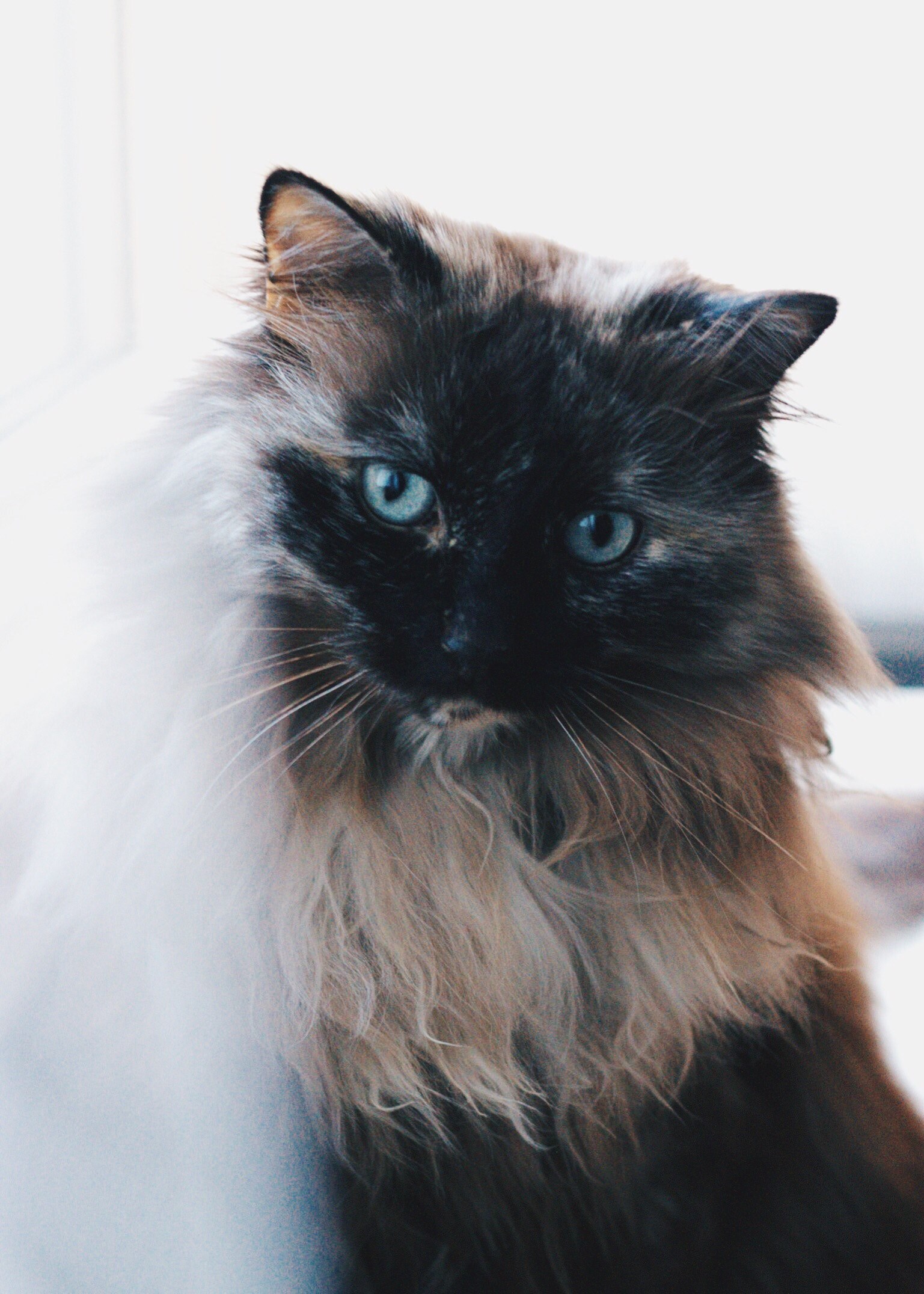 animal cat cute domestic eyes face feline fur 4k Phone HD Wallpaper