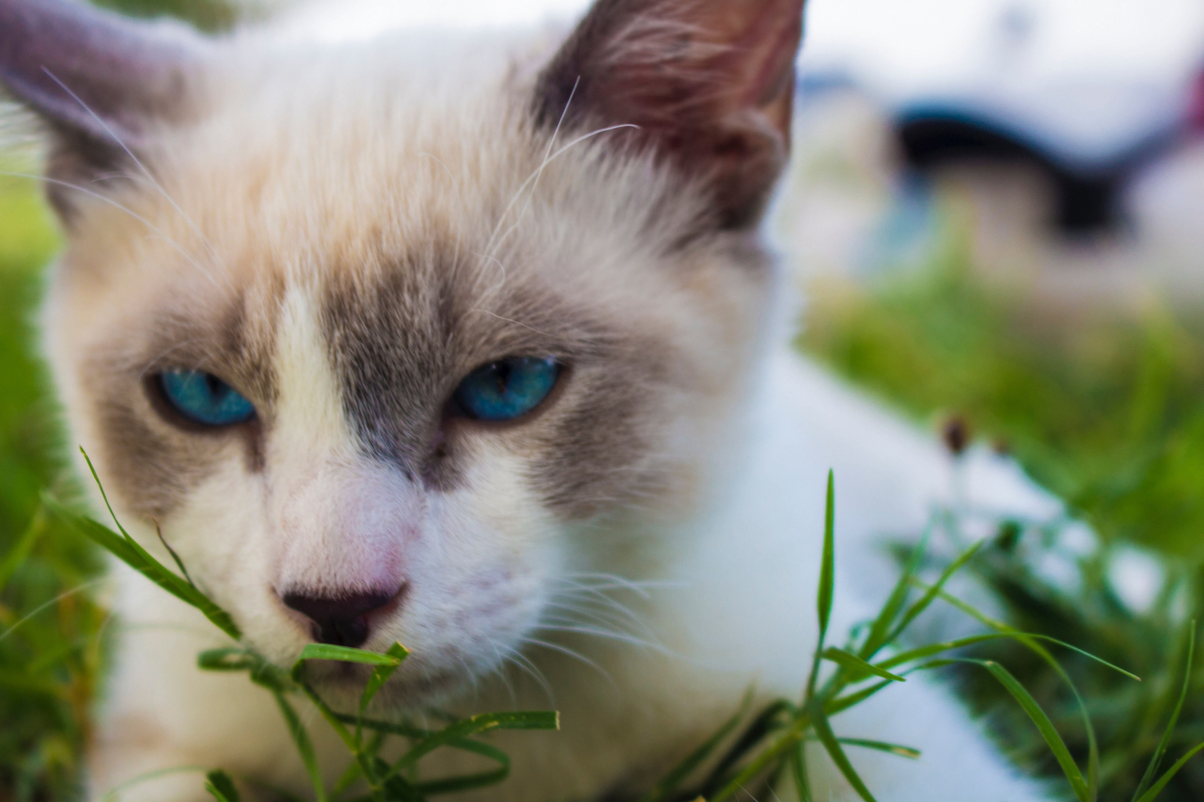 outside grass nature and animal 4k HD Wallpaper