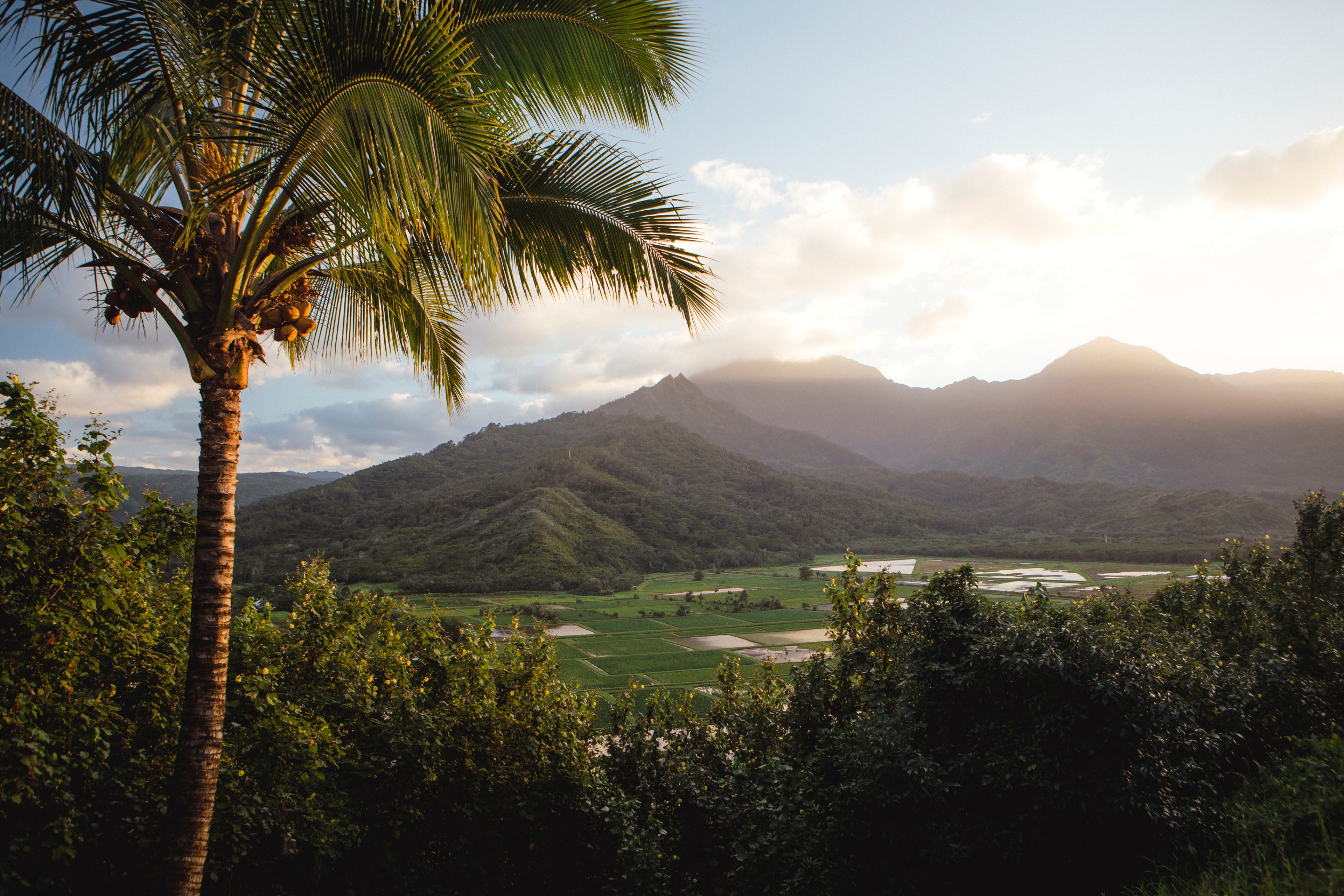 taro fields of hanalei valley kauai 4k HD Wallpaper