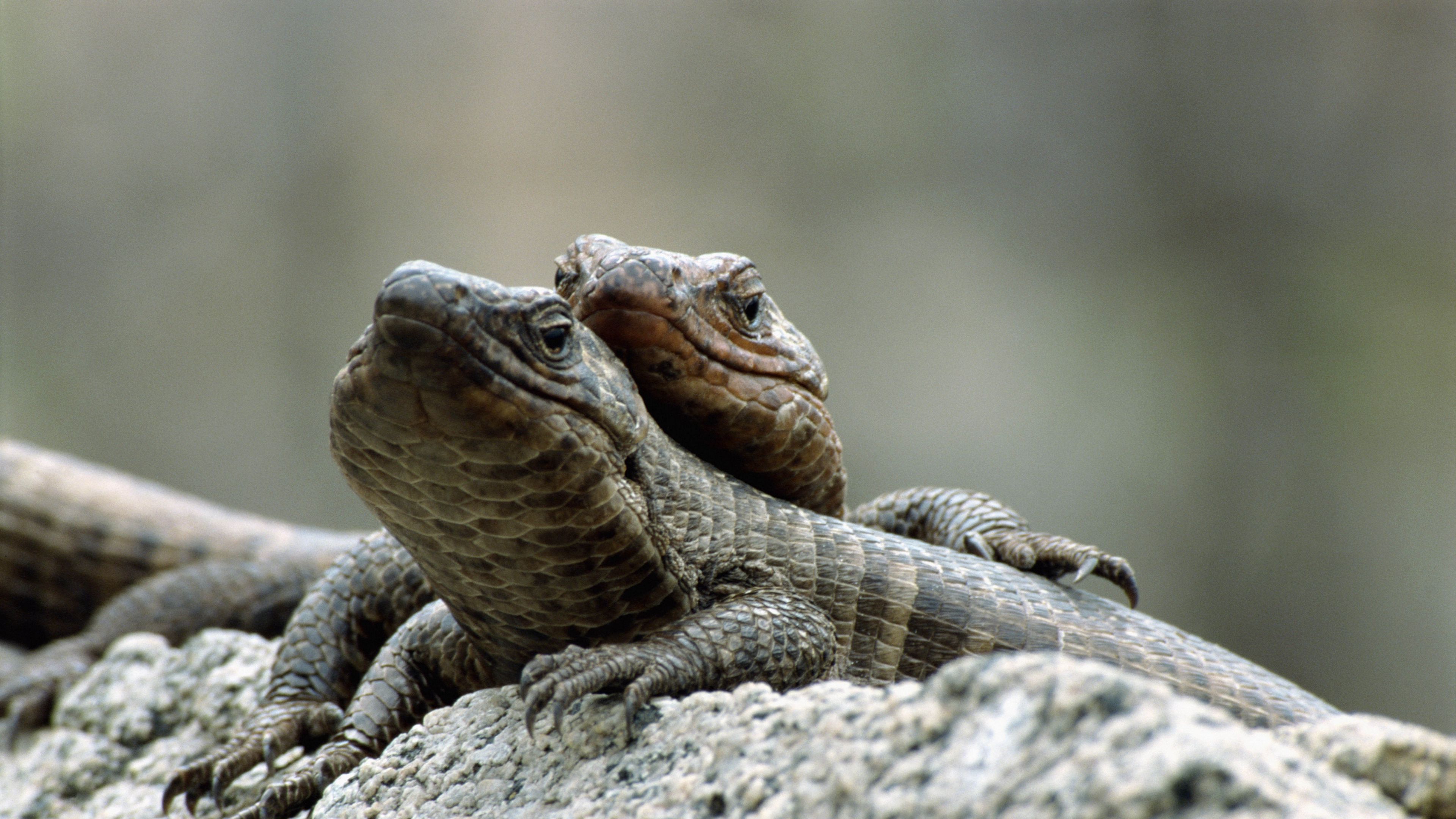 lizards, steam, stone, 4k HD Wallpaper
