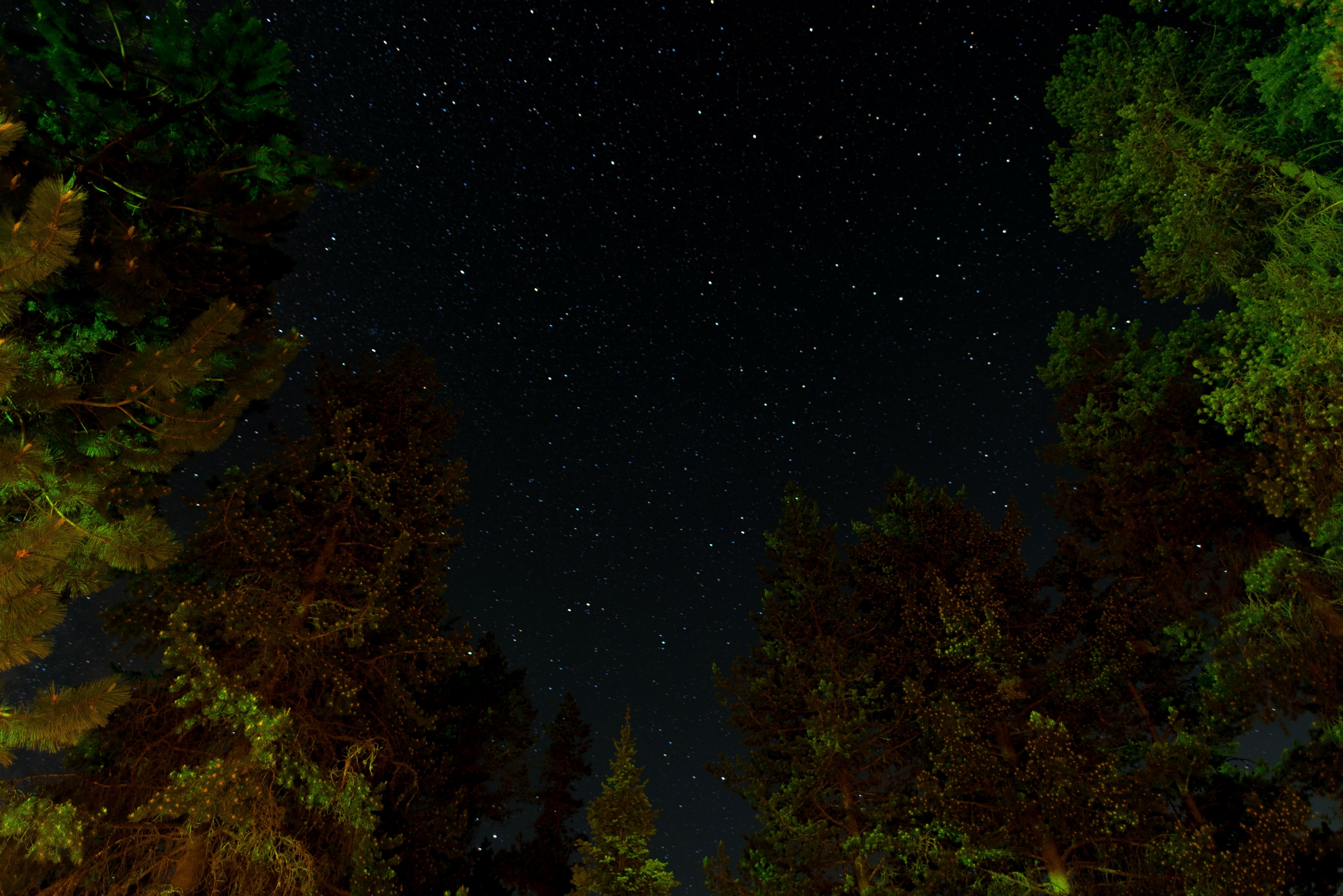 pine tree tree star and night sky 4k HD Wallpaper