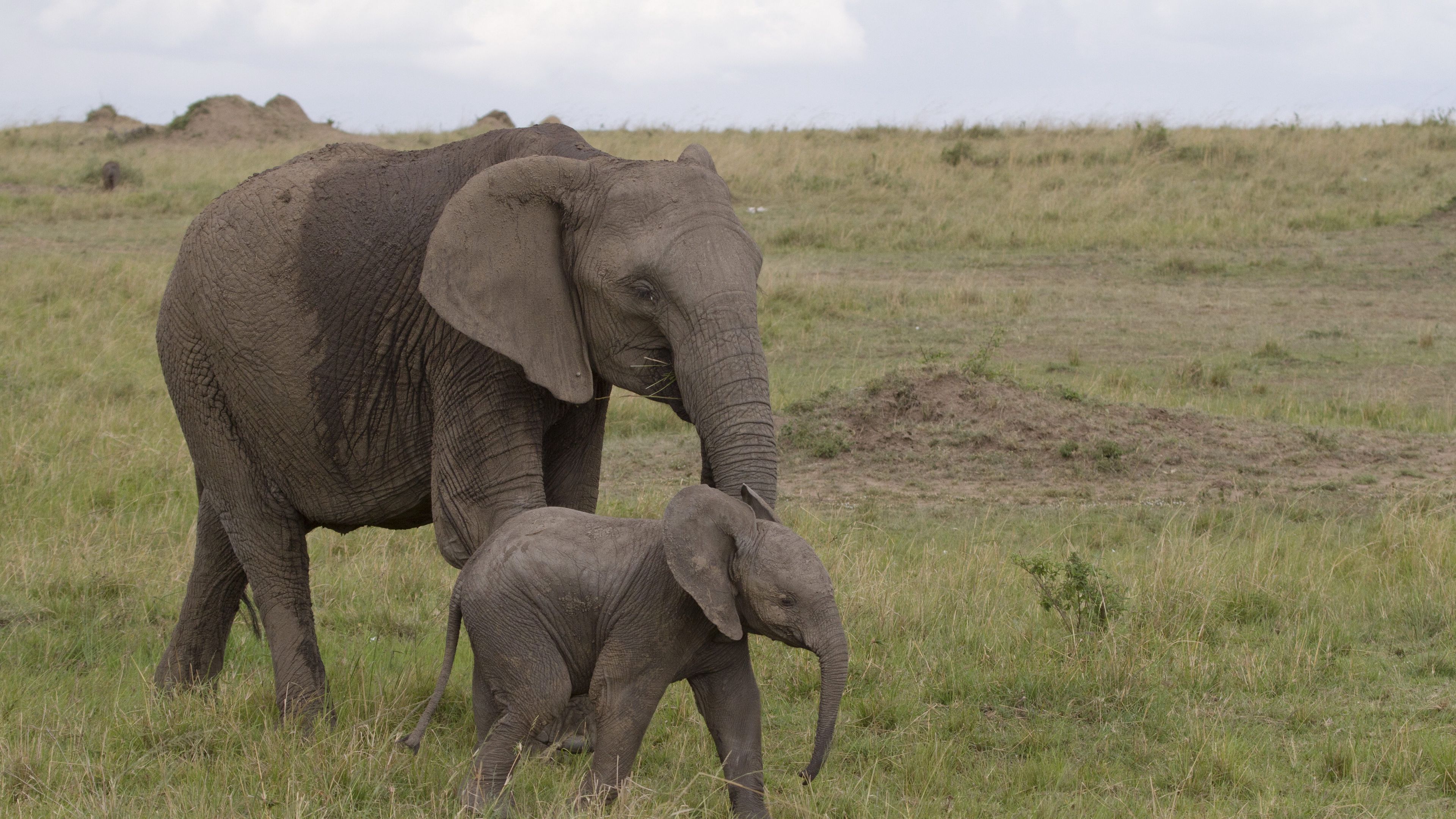 baby animals, nature, animals, elephant HD Wallpaper