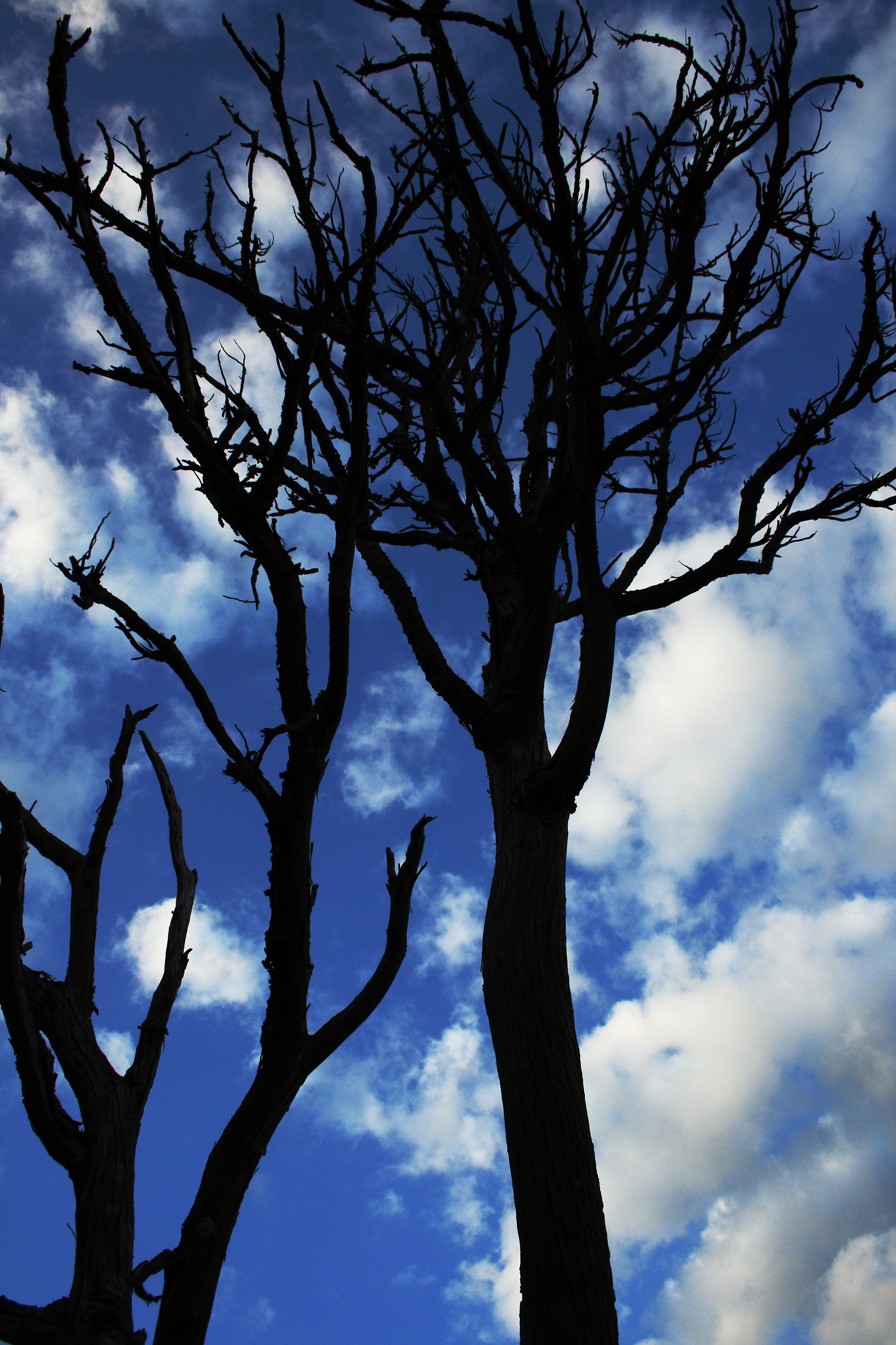 tree landscape sky clouds dry tree 4k Phone HD Wallpaper