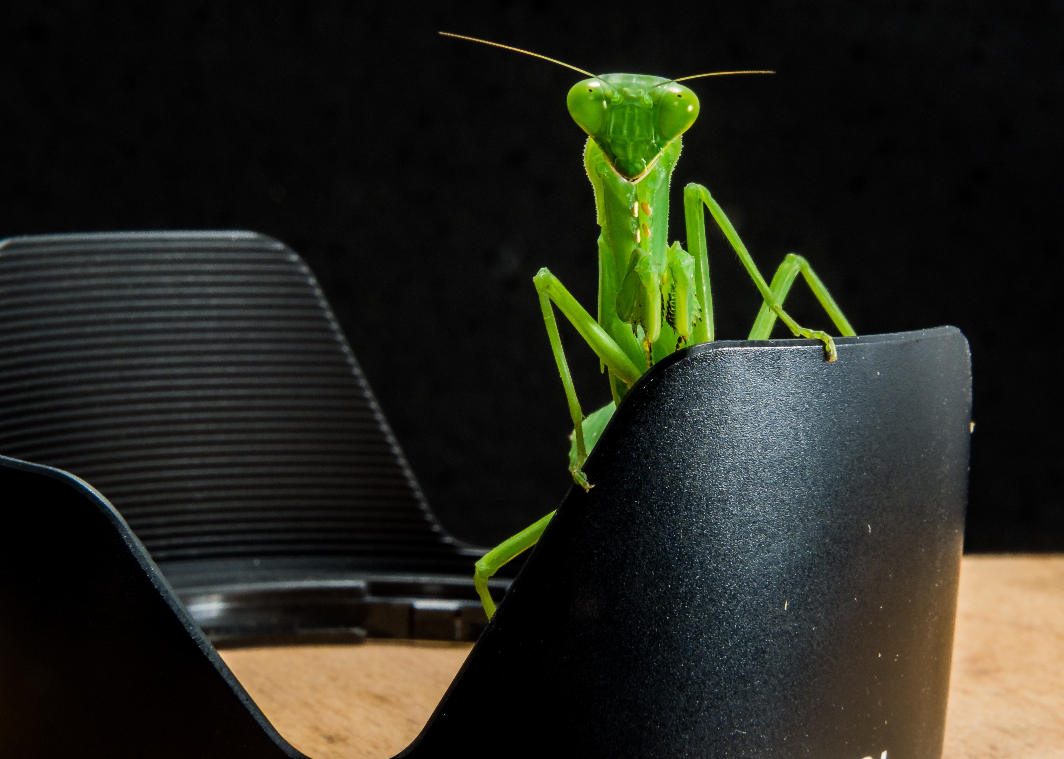 praying mantis religiosa insect green bush sheet 4k HD Wallpaper