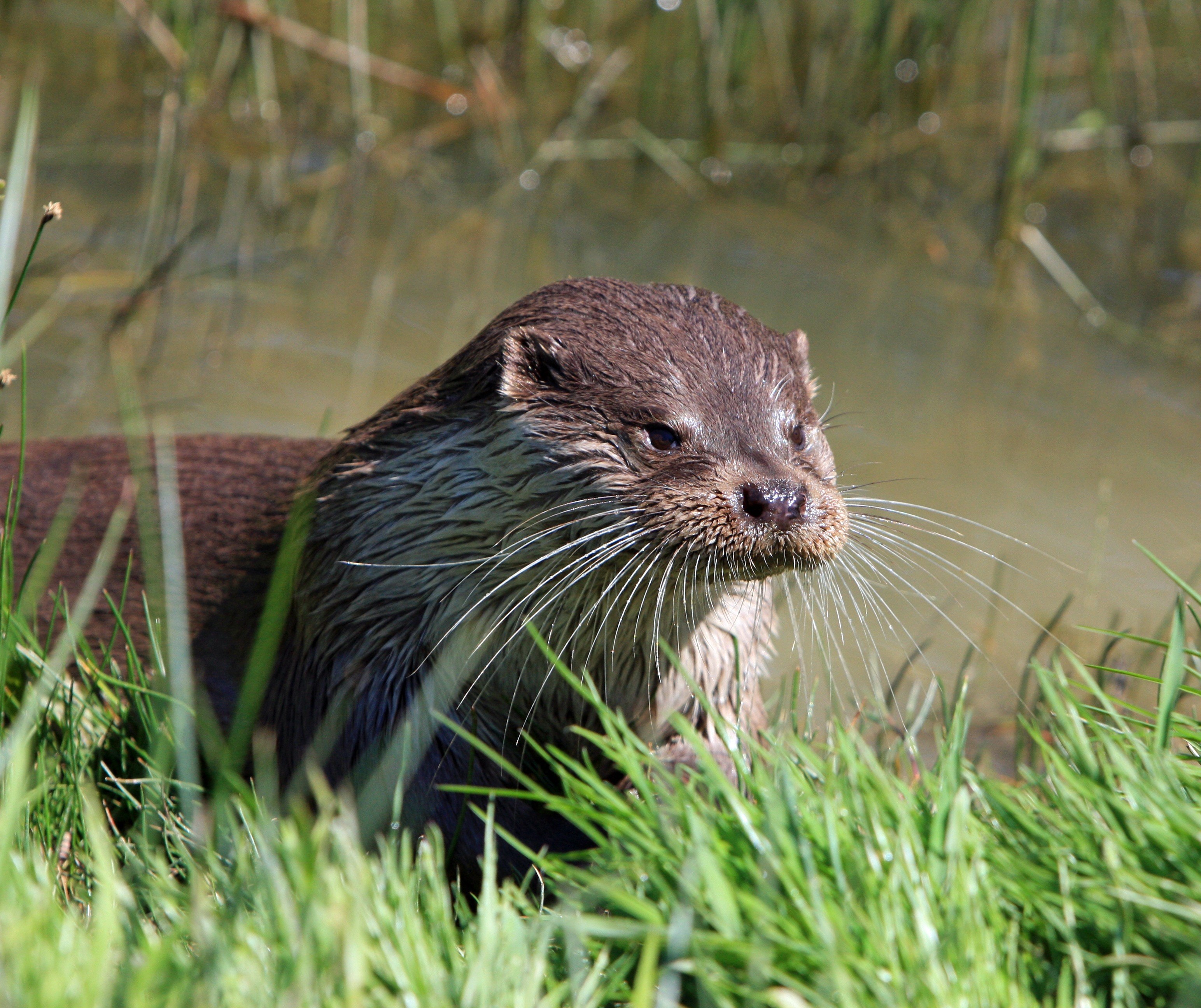 otter animal close up portrait head face details 4k HD Wallpaper