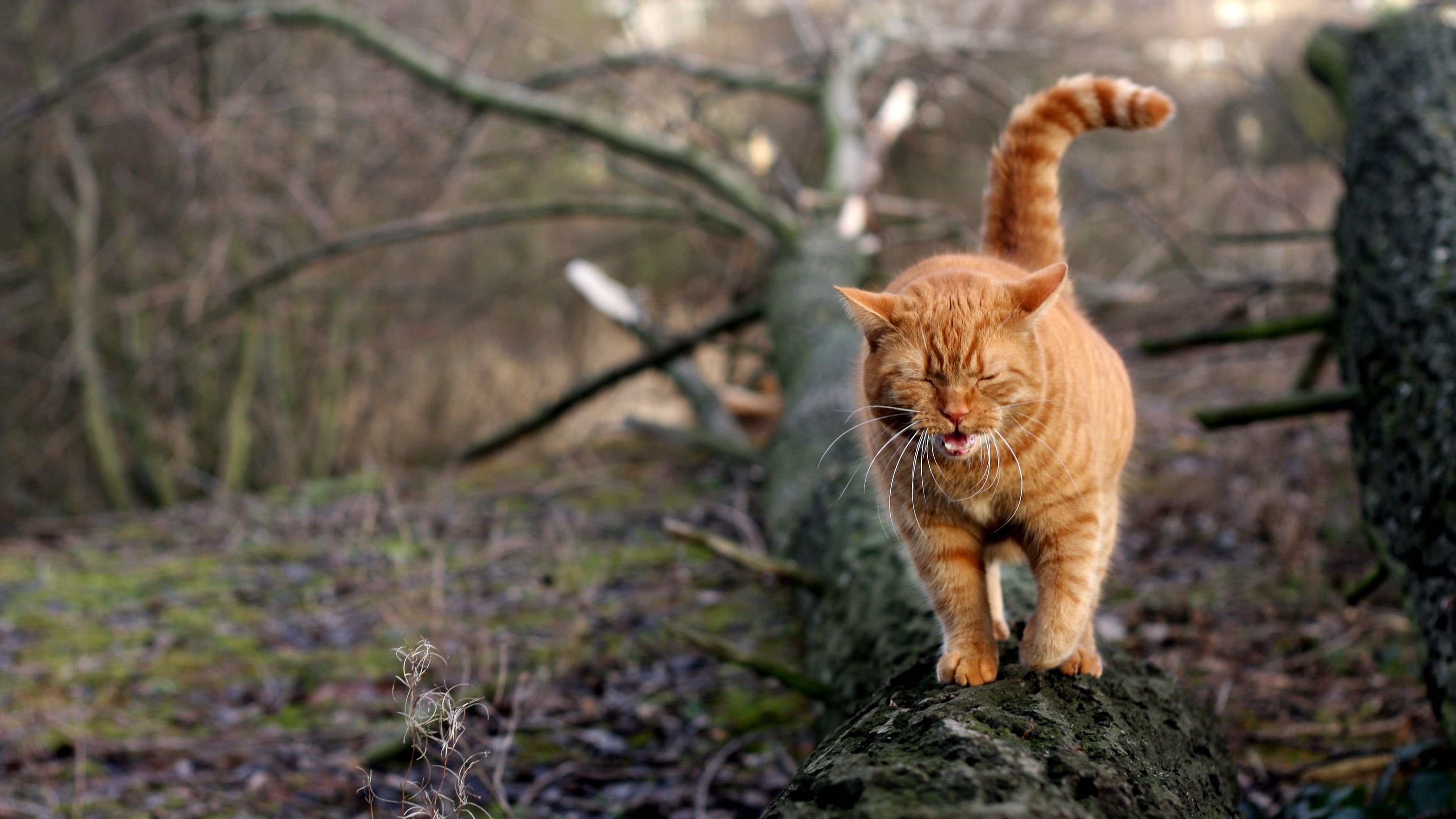 cat, walk, log, moss, 4k HD Wallpaper