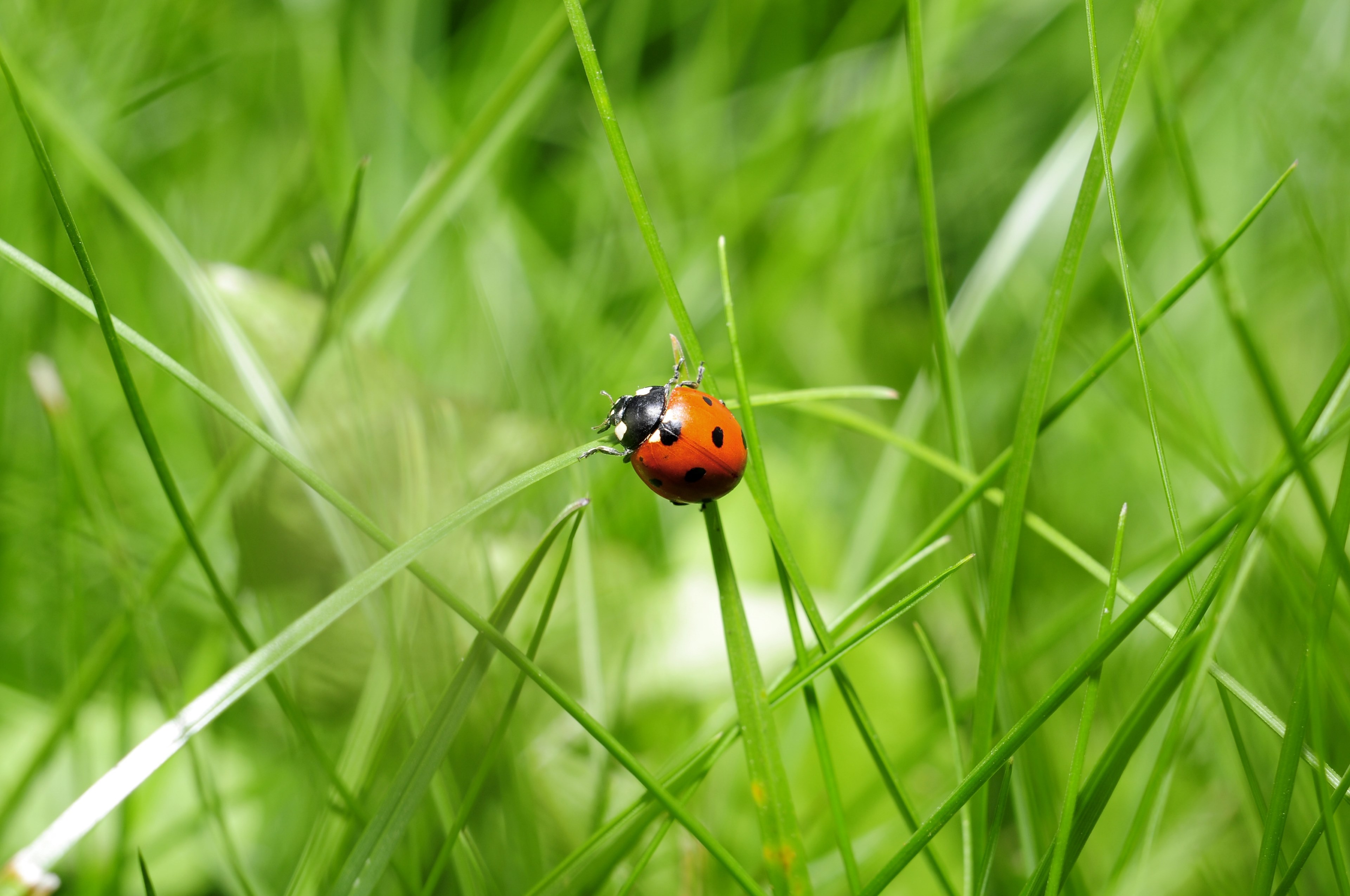 ladybug insect nature 4k HD Wallpaper