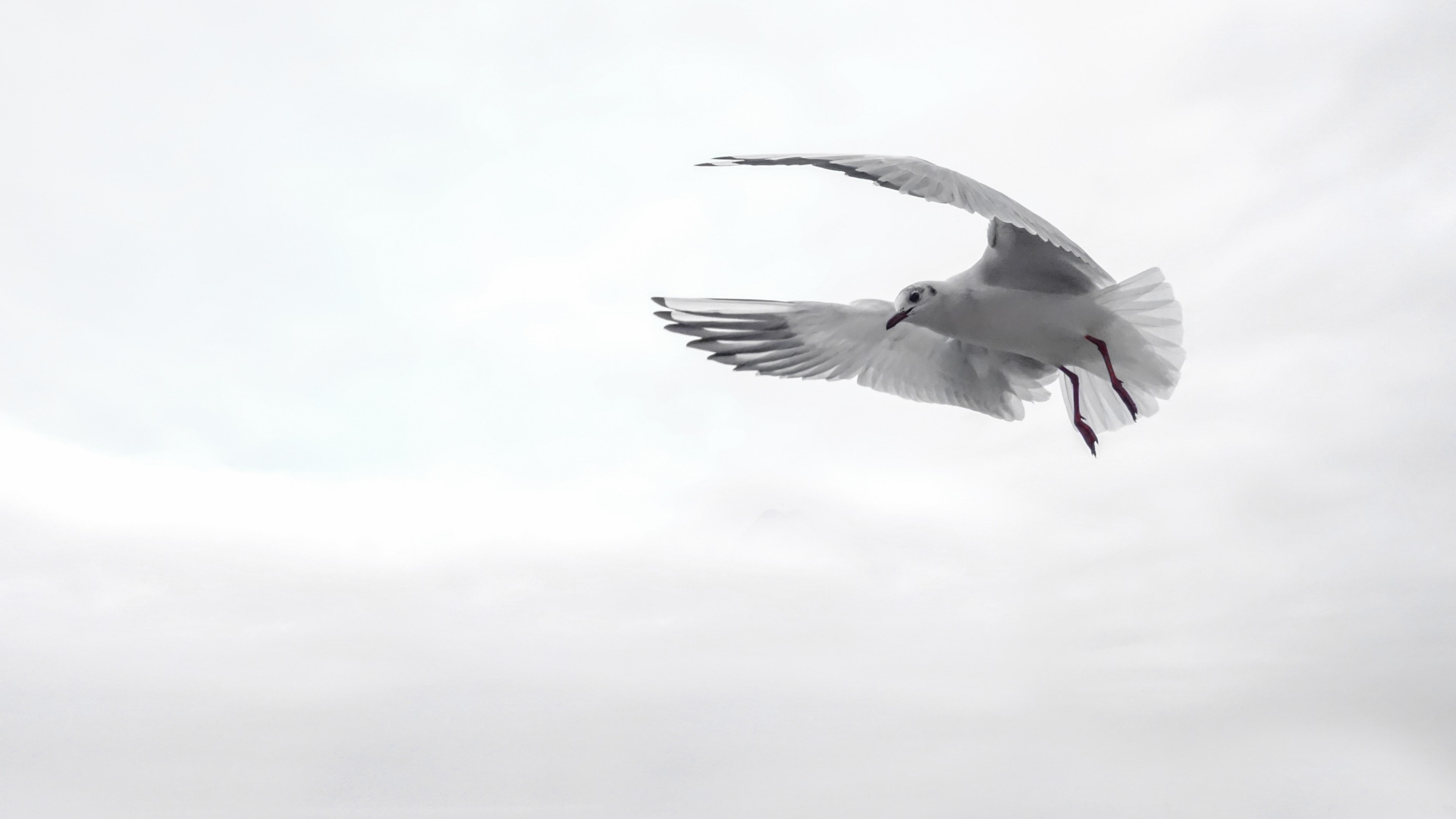 gull wing bird sea fly venice water bird birds 4k HD Wallpaper