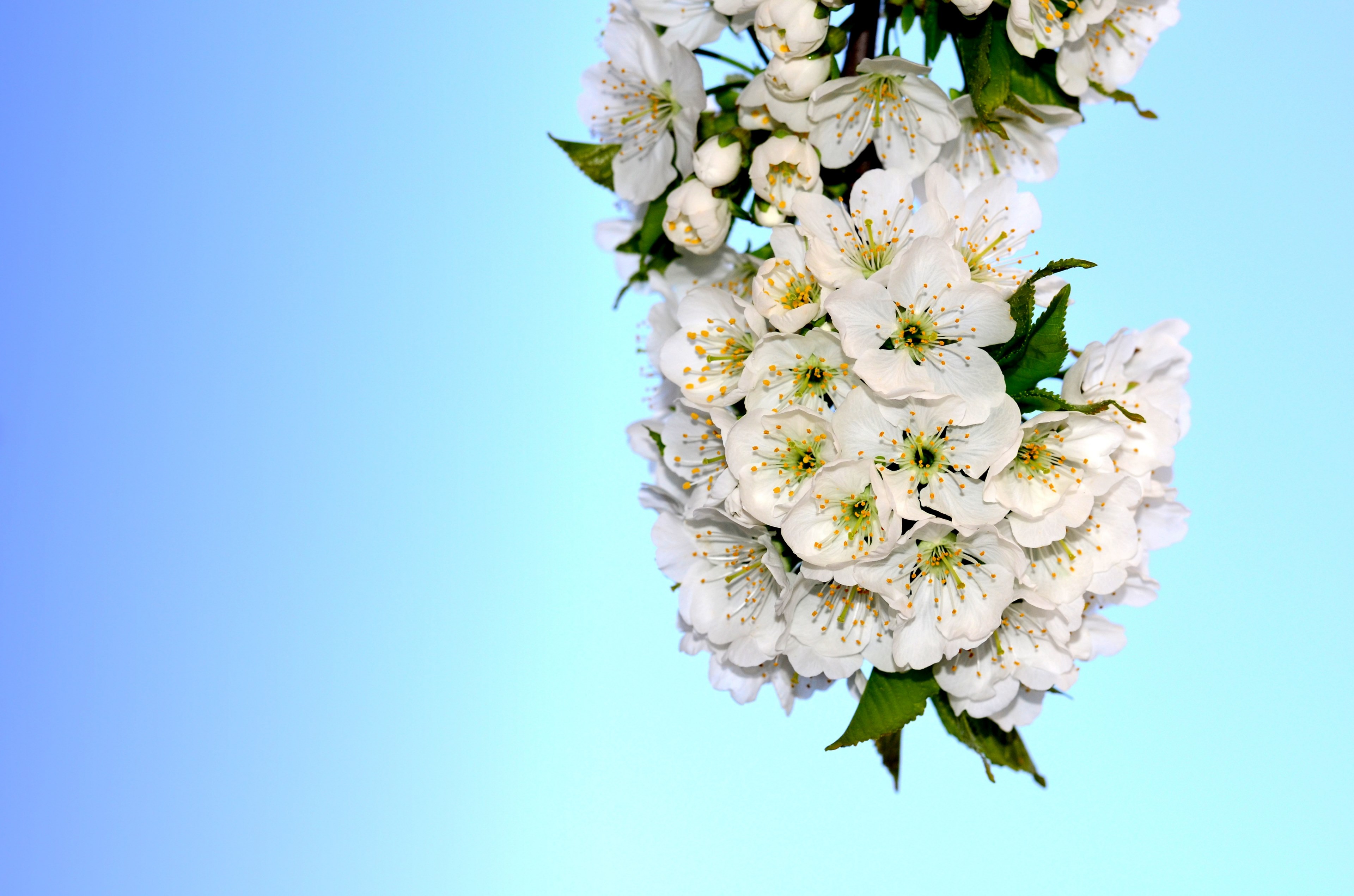 spring 4k HD Wallpaper