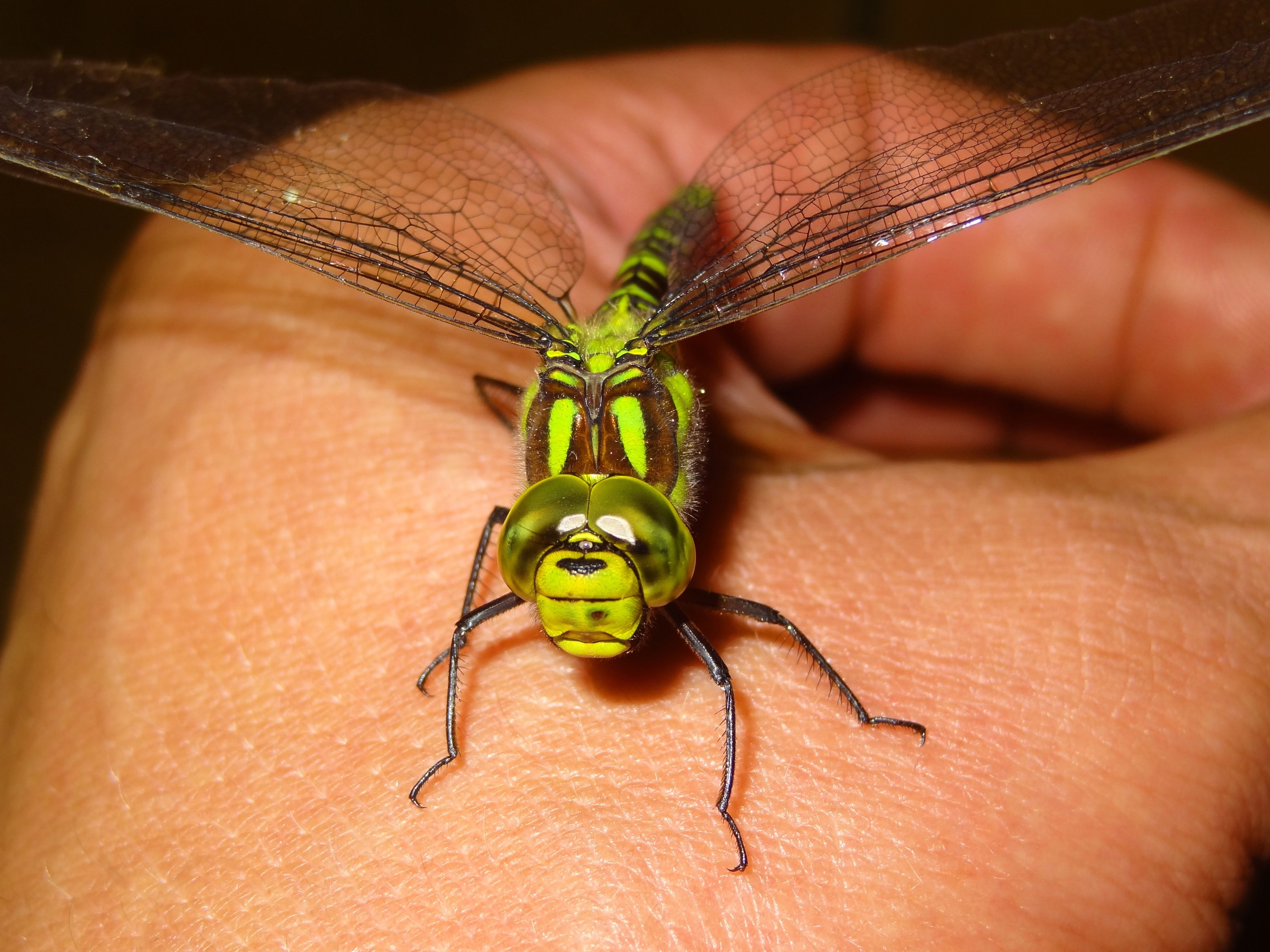 Wallpaper ID: 292344 / dragonfly parthenope anax imperator hand insect ...