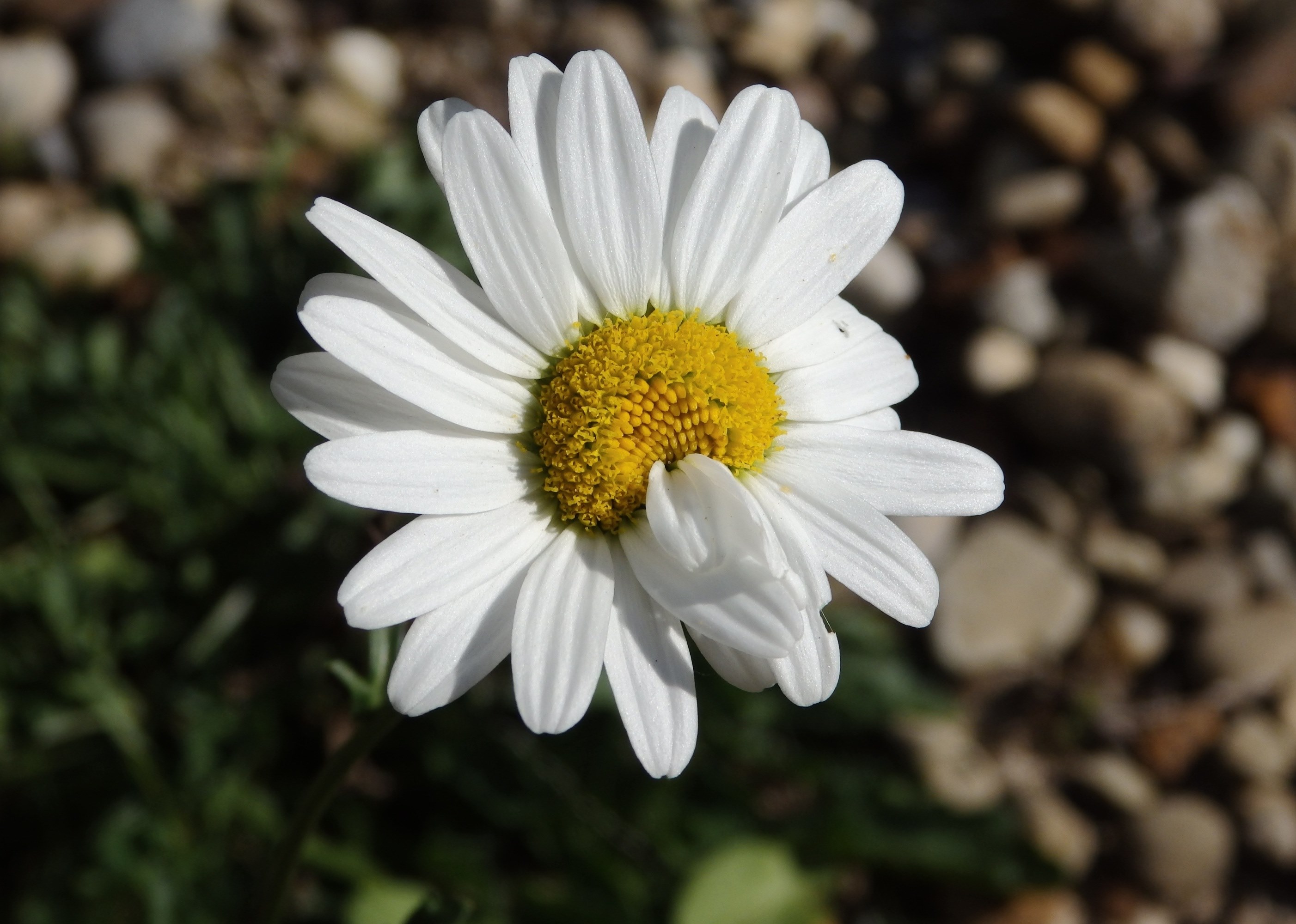 daisy mutant mutated flower 4k HD Wallpaper