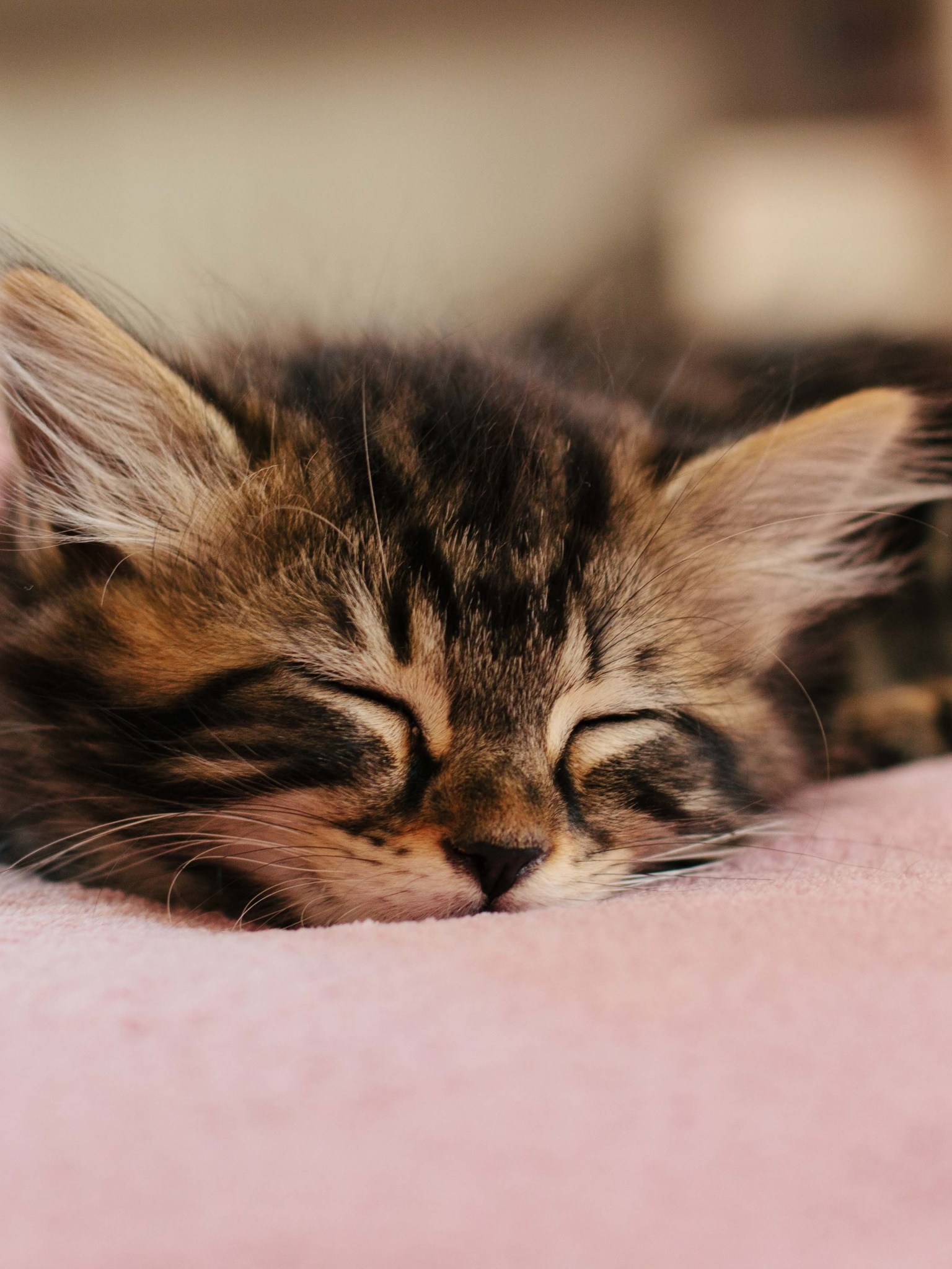Animal Cat, Sleeping, Baby Animal, Kitten, 1536x2048 Phone HD Wallpaper