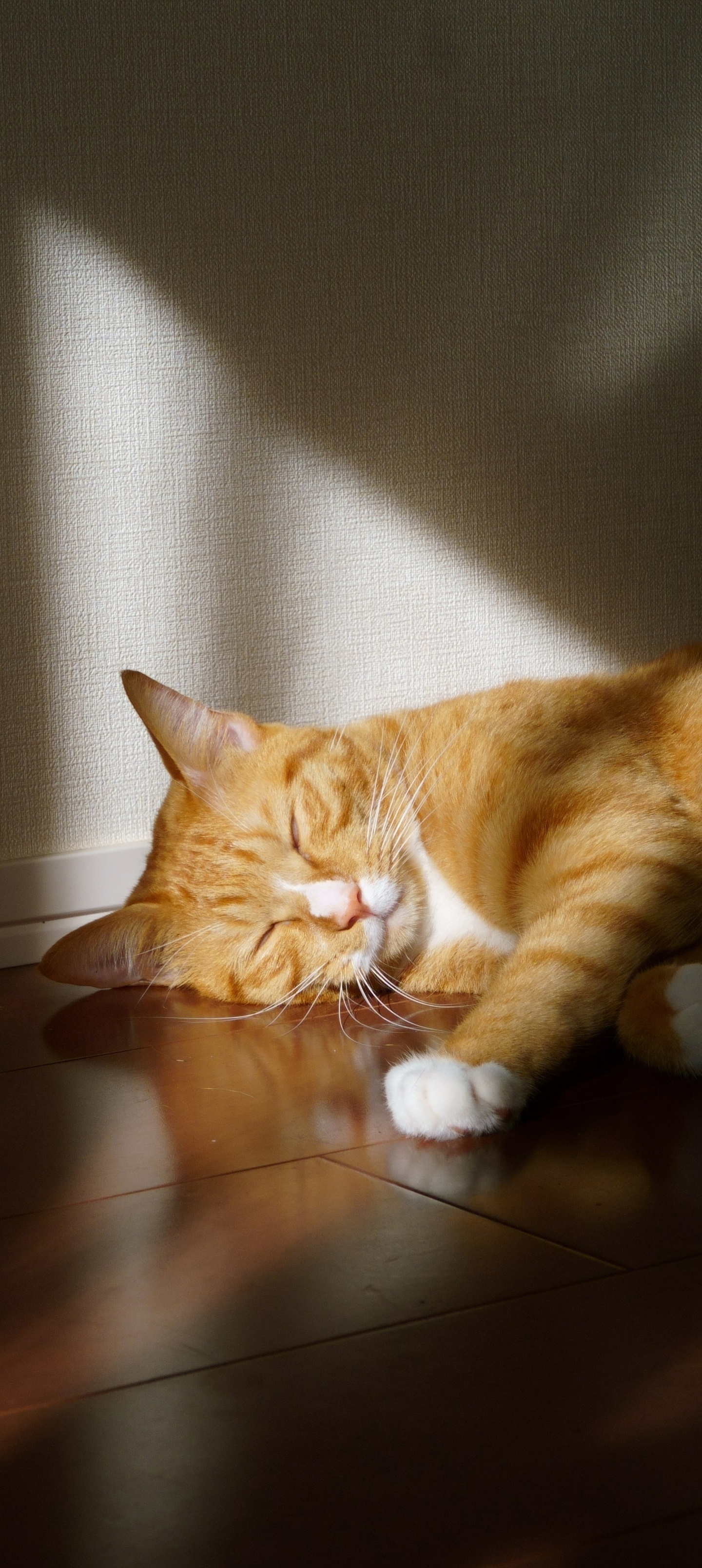 Animal Cat, Sleeping, 1440x3216 Phone HD Wallpaper