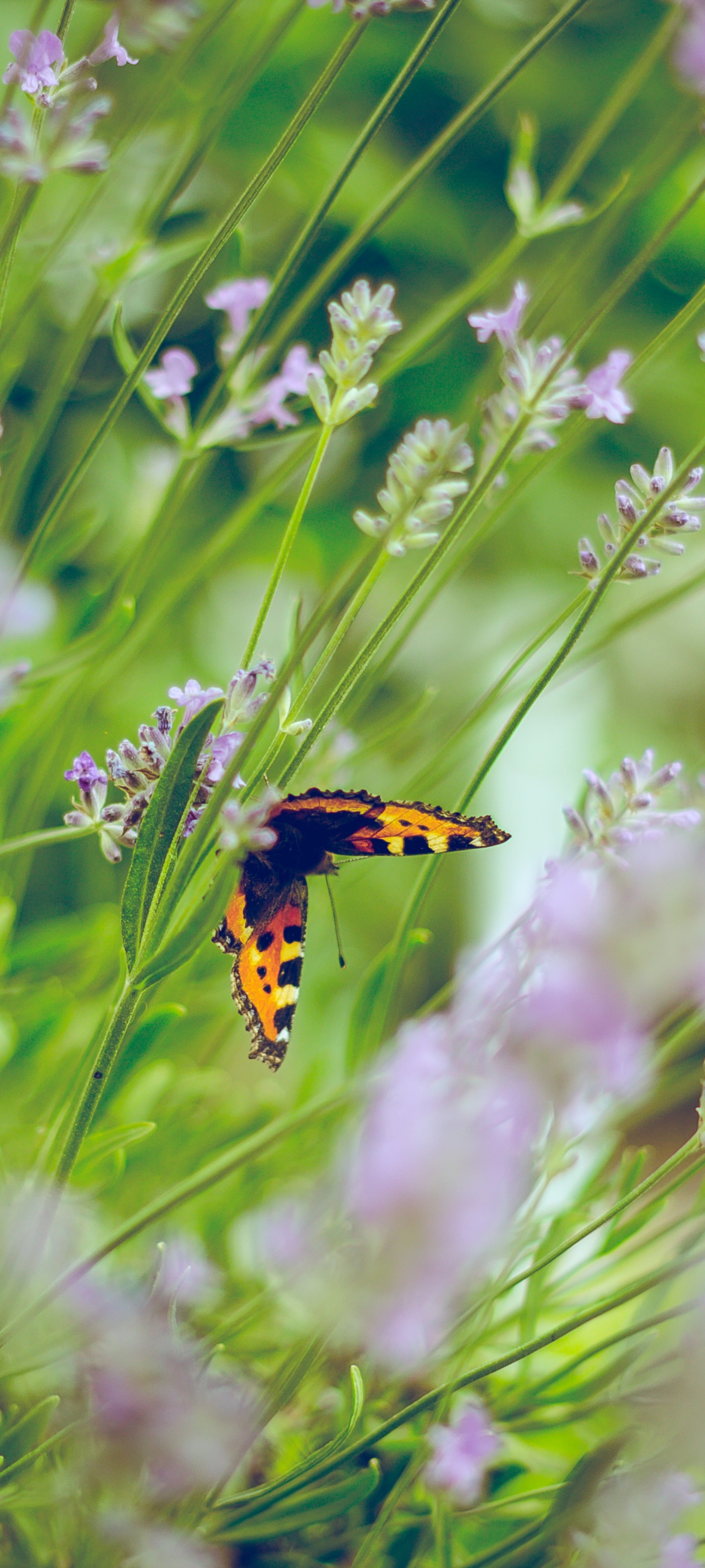 «Butterfly phone wallpaper» 1080P, 2k, 4k Full HD Wallpapers ...