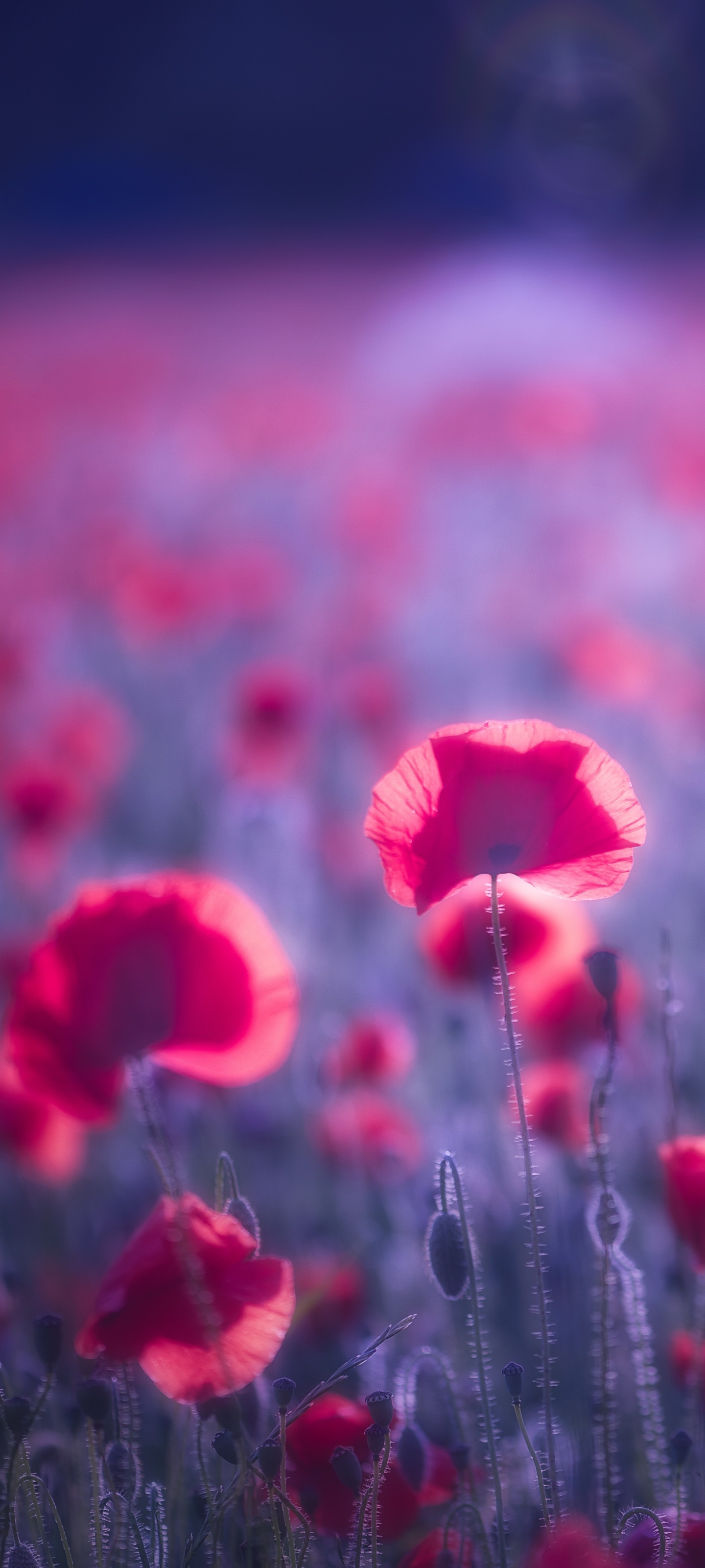 Earth Poppy, Red Flower, Flower, Nature, Depth Of Field, 1440x3200 ...
