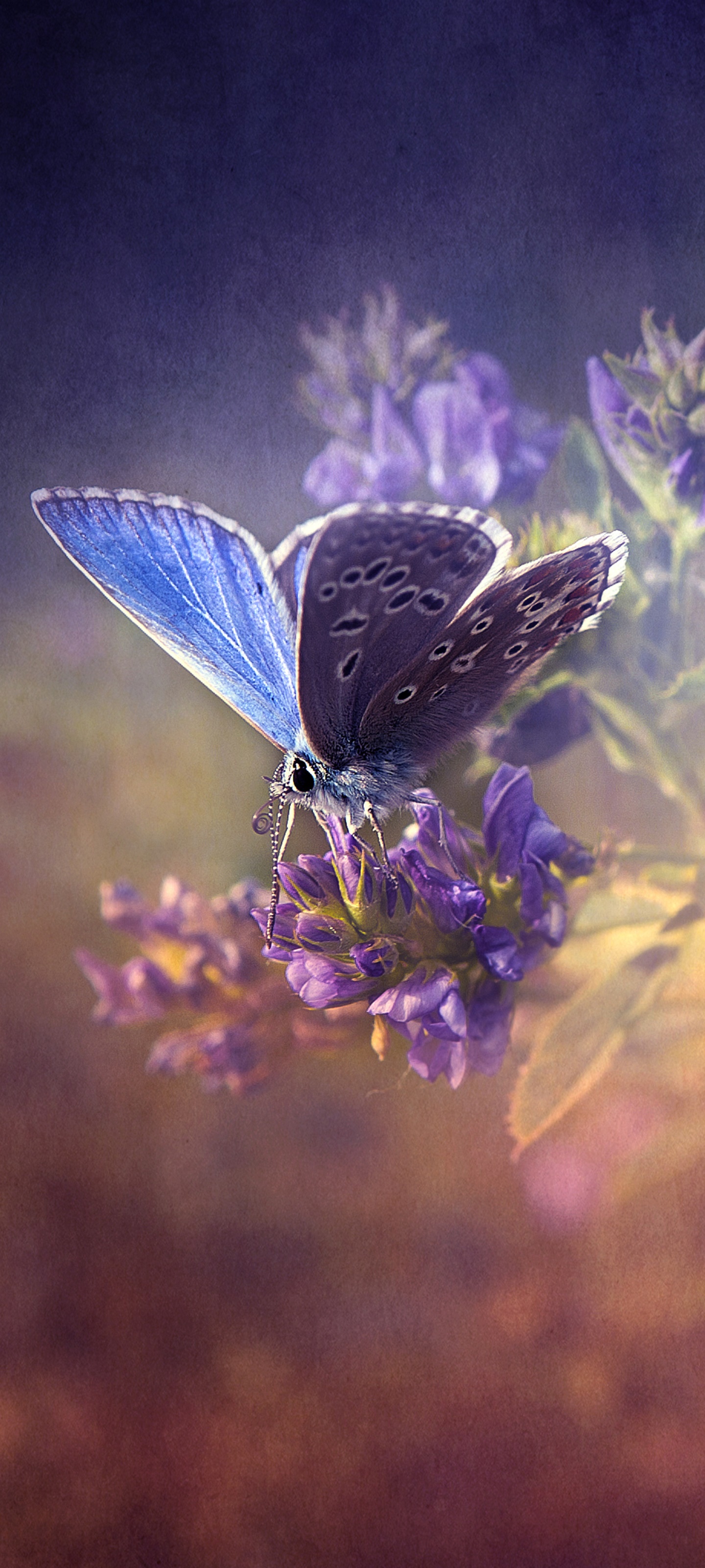 «Butterfly phone wallpaper» 1080P, 2k, 4k Full HD Wallpapers ...