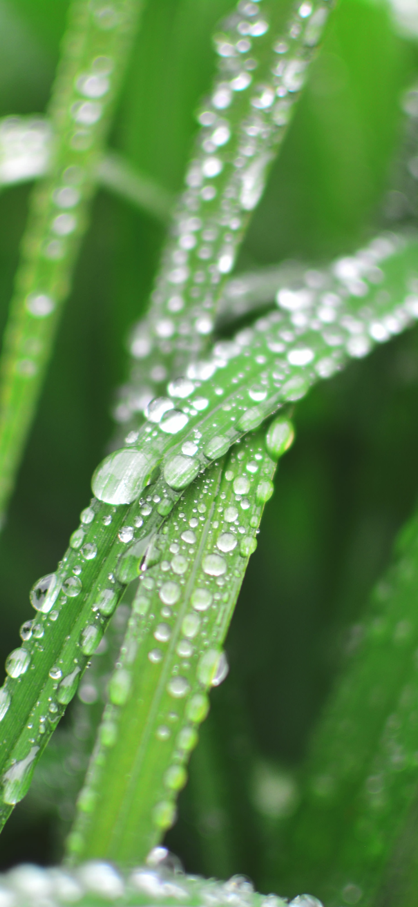 «Water Drop phone wallpaper» 1080P, 2k, 4k Full HD Wallpapers ...