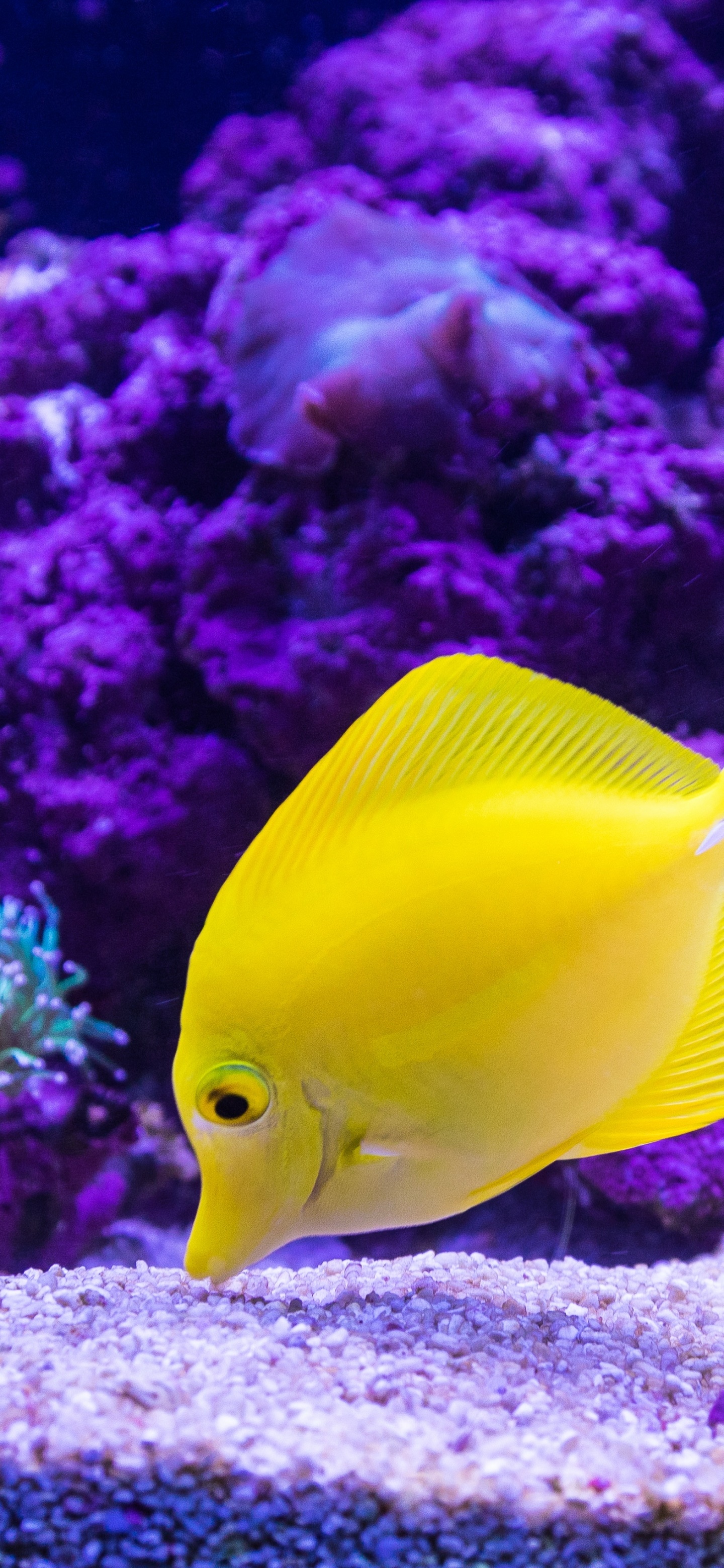 Animal Fish, Yellow Tang, Sea Life, Tropical Fish, 1440x3120 Phone HD ...