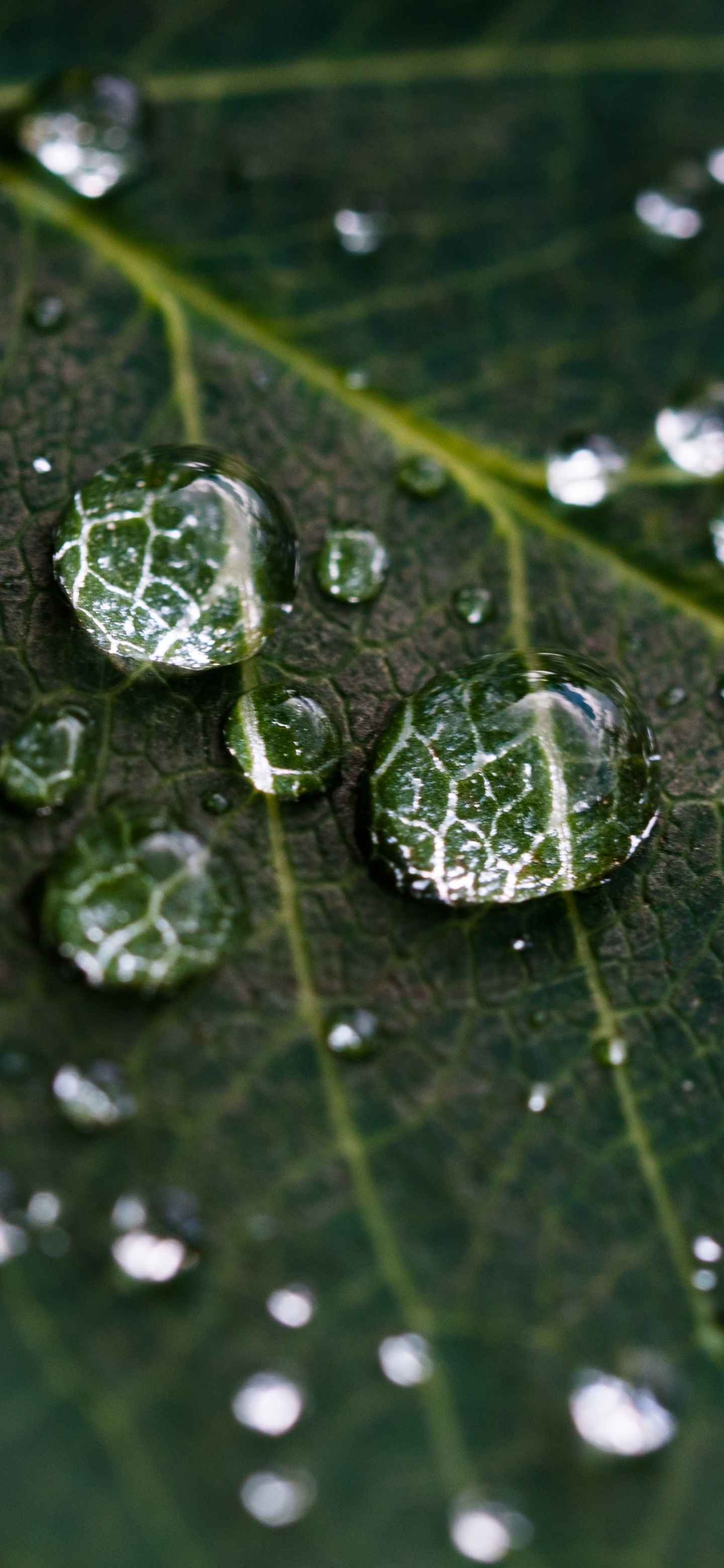 «Water Drop phone wallpaper» 1080P, 2k, 4k Full HD Wallpapers ...