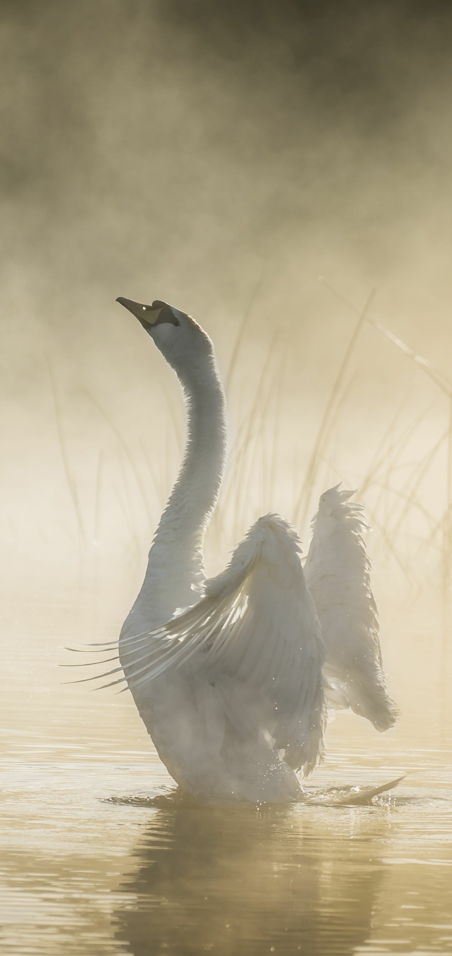 Animal Mute swan, Swan, Bird, 1440x3040 Phone HD Wallpaper