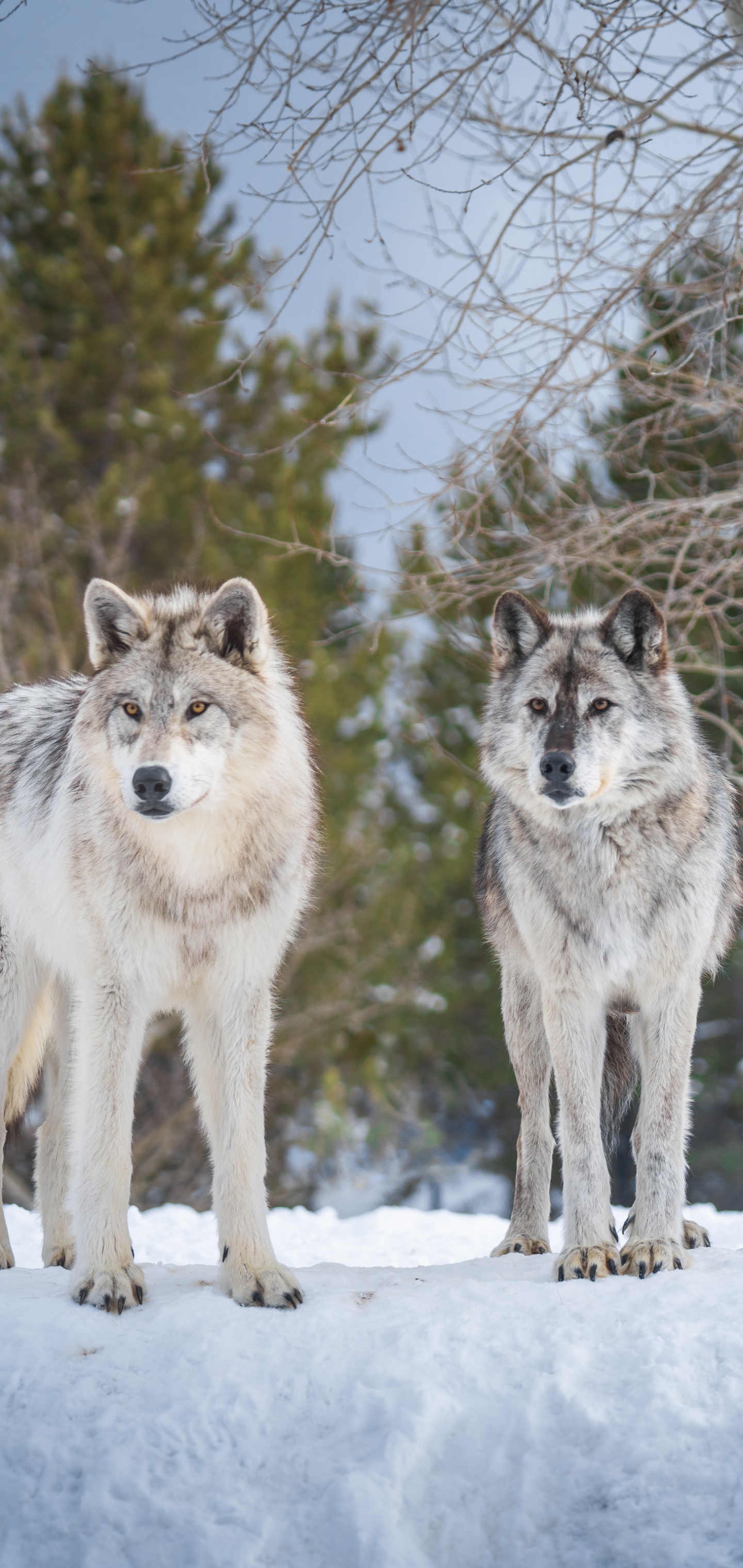 «Wolf phone wallpaper» HD Wallpapers