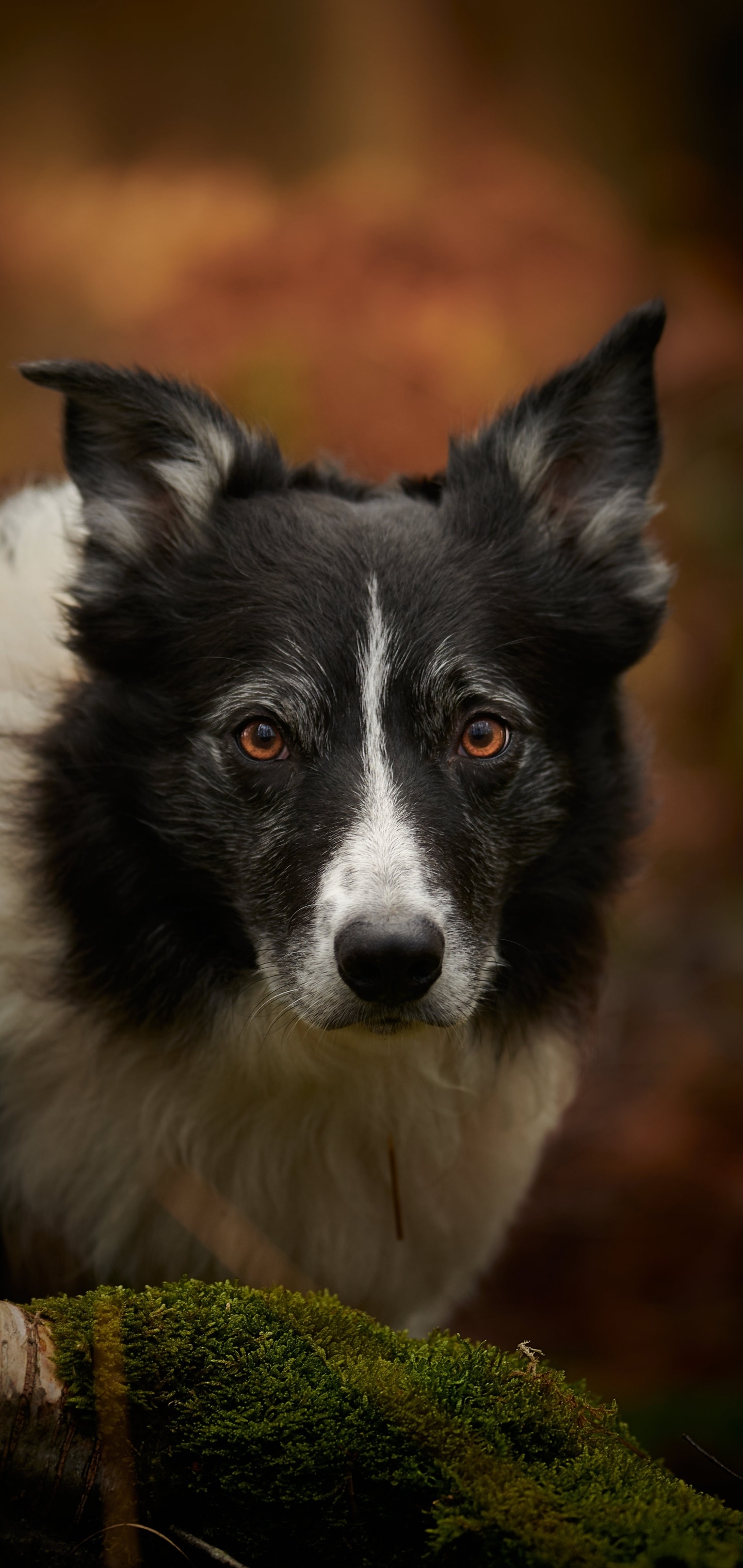 «Border Collie phone wallpaper» HD Wallpapers