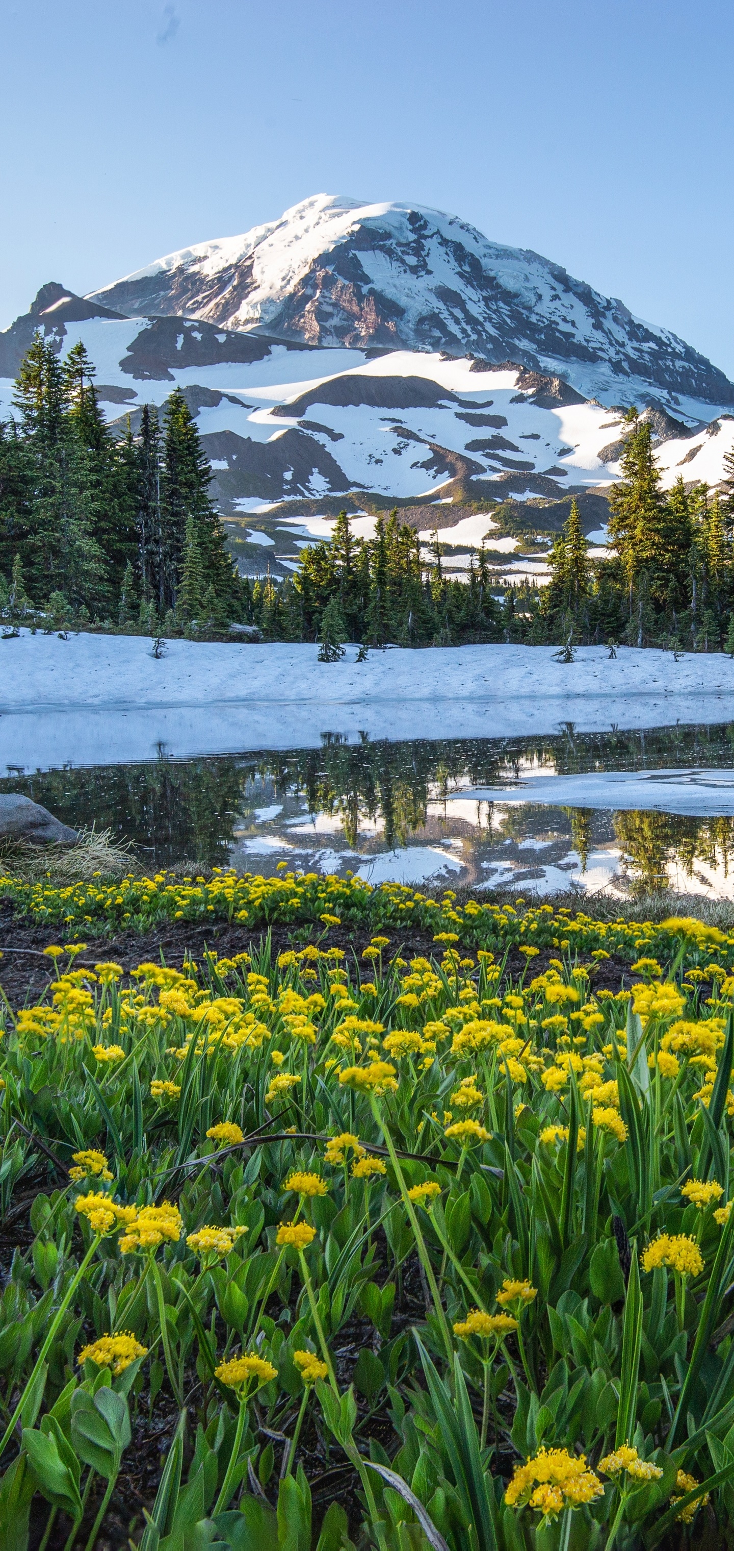 Earth Mountain, Flower, Snow, Spring, 1440x3040 Phone HD Wallpaper