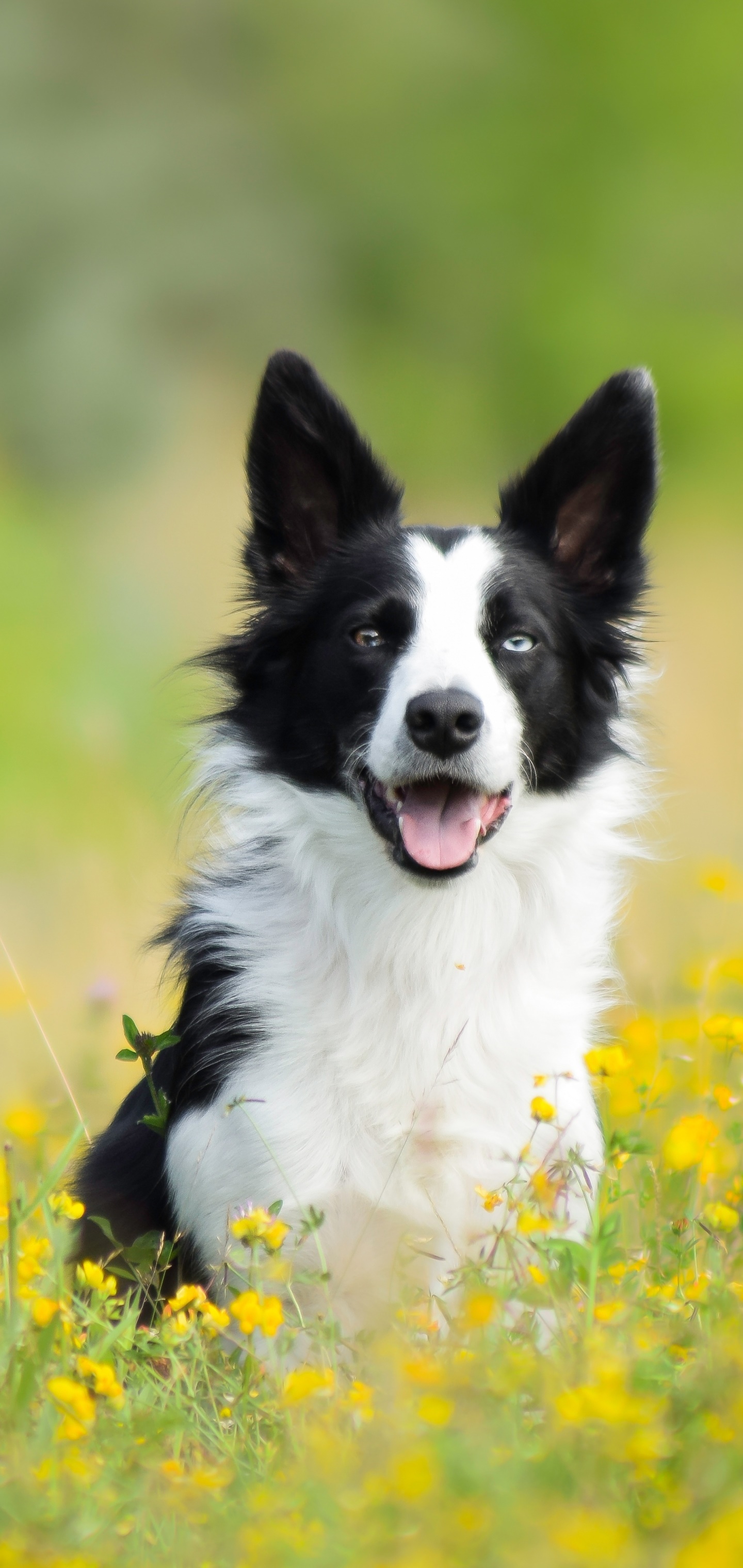 Animal Border Collie, Dog, Summer, Yellow Flower, 1440x3040 Phone HD ...
