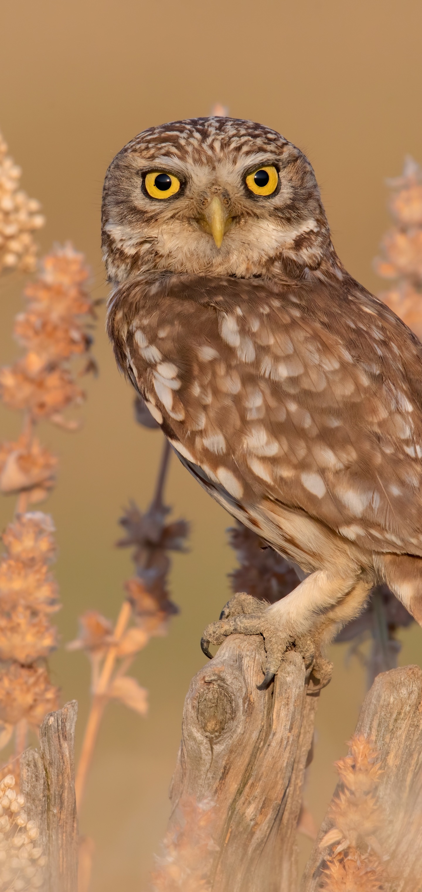 «OWL PHONE WALLPAPER» HD wallpapers