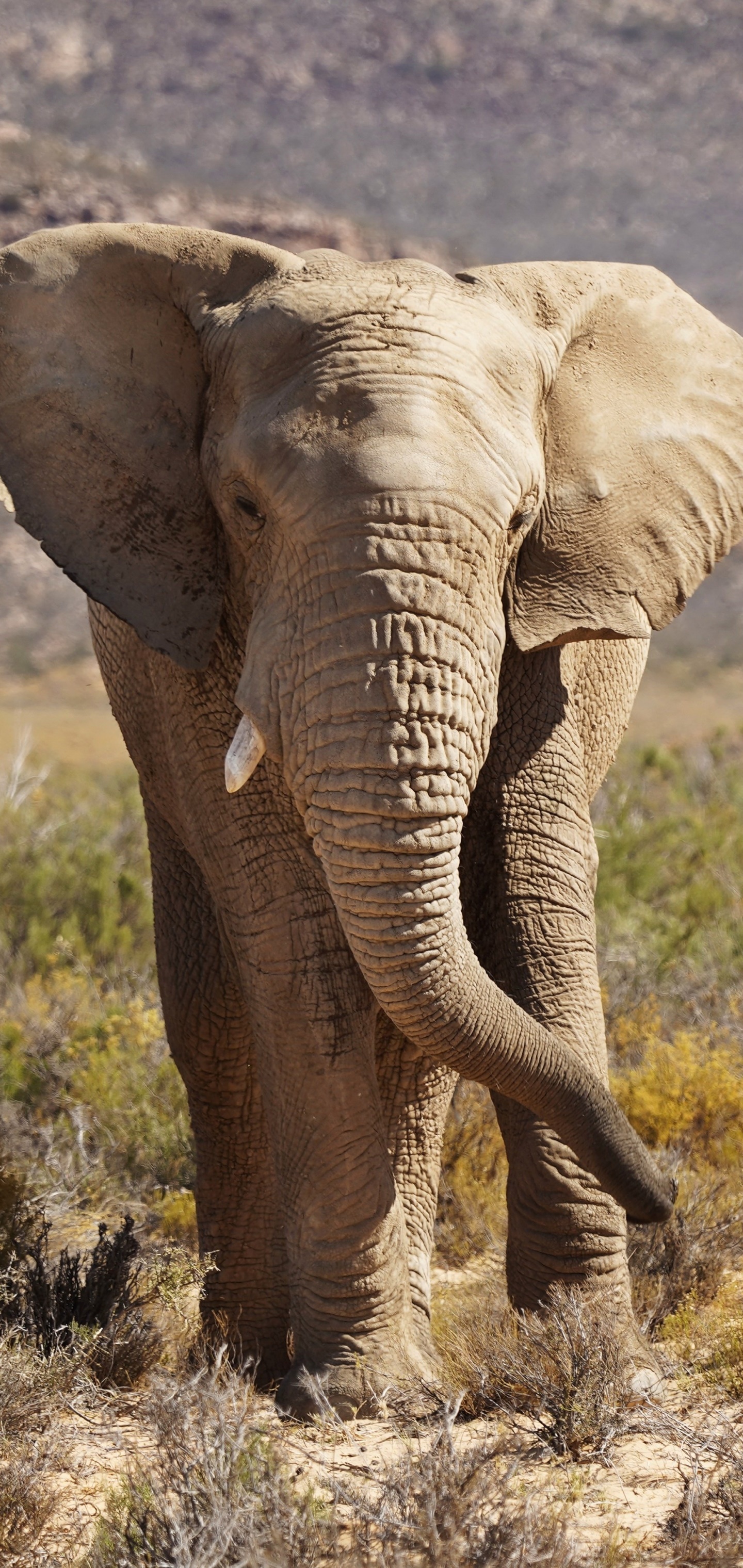 Animal African bush elephant, Elephant, 1440x3040 Phone HD Wallpaper
