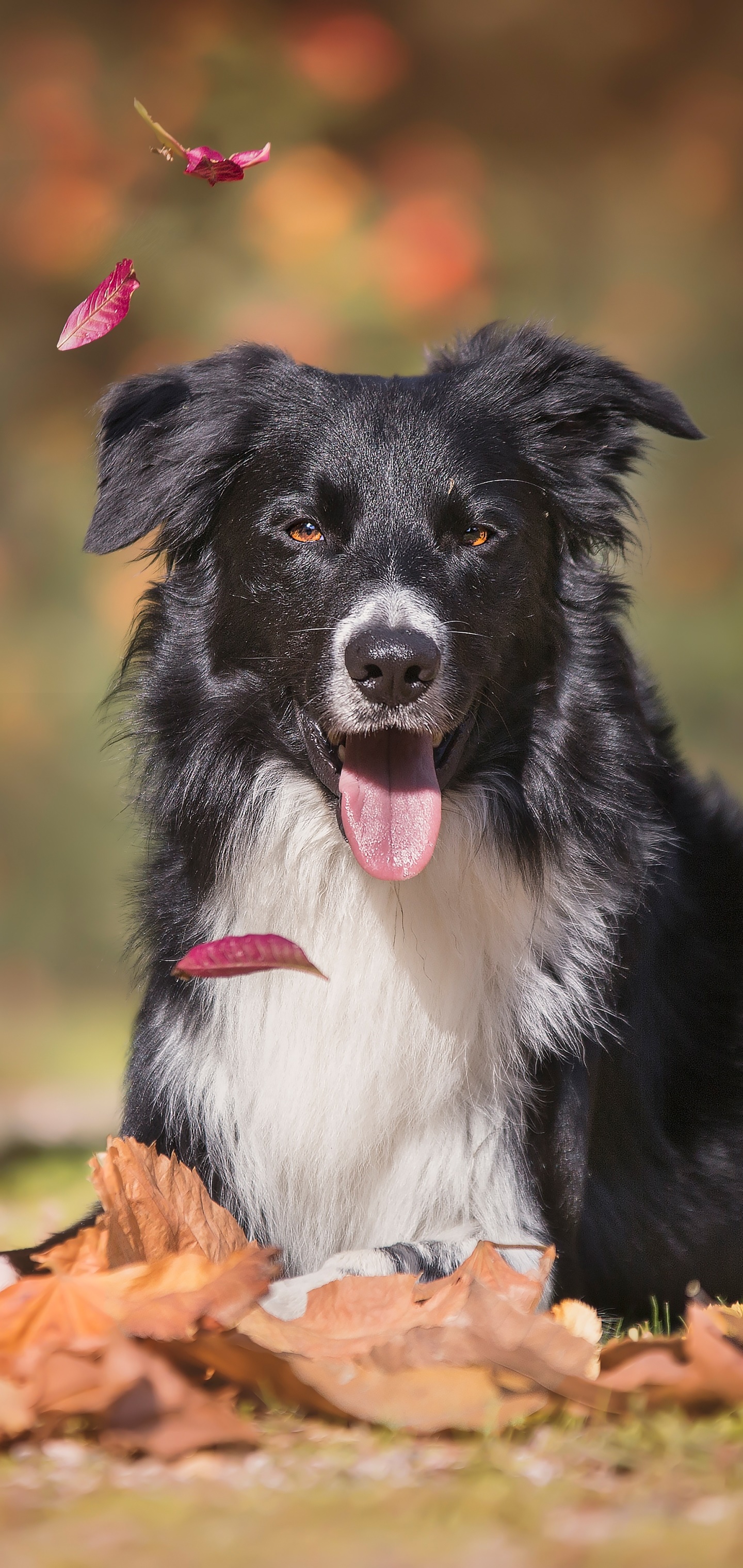 «Border Collie phone wallpaper» HD Wallpapers