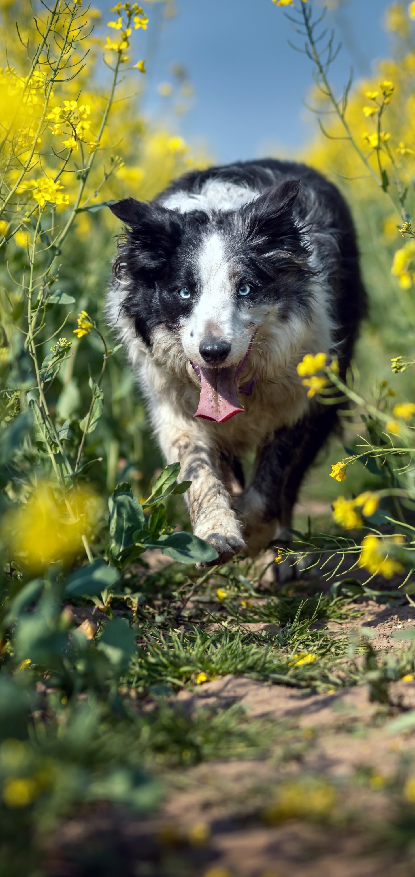 «Border Collie phone wallpaper» HD Wallpapers