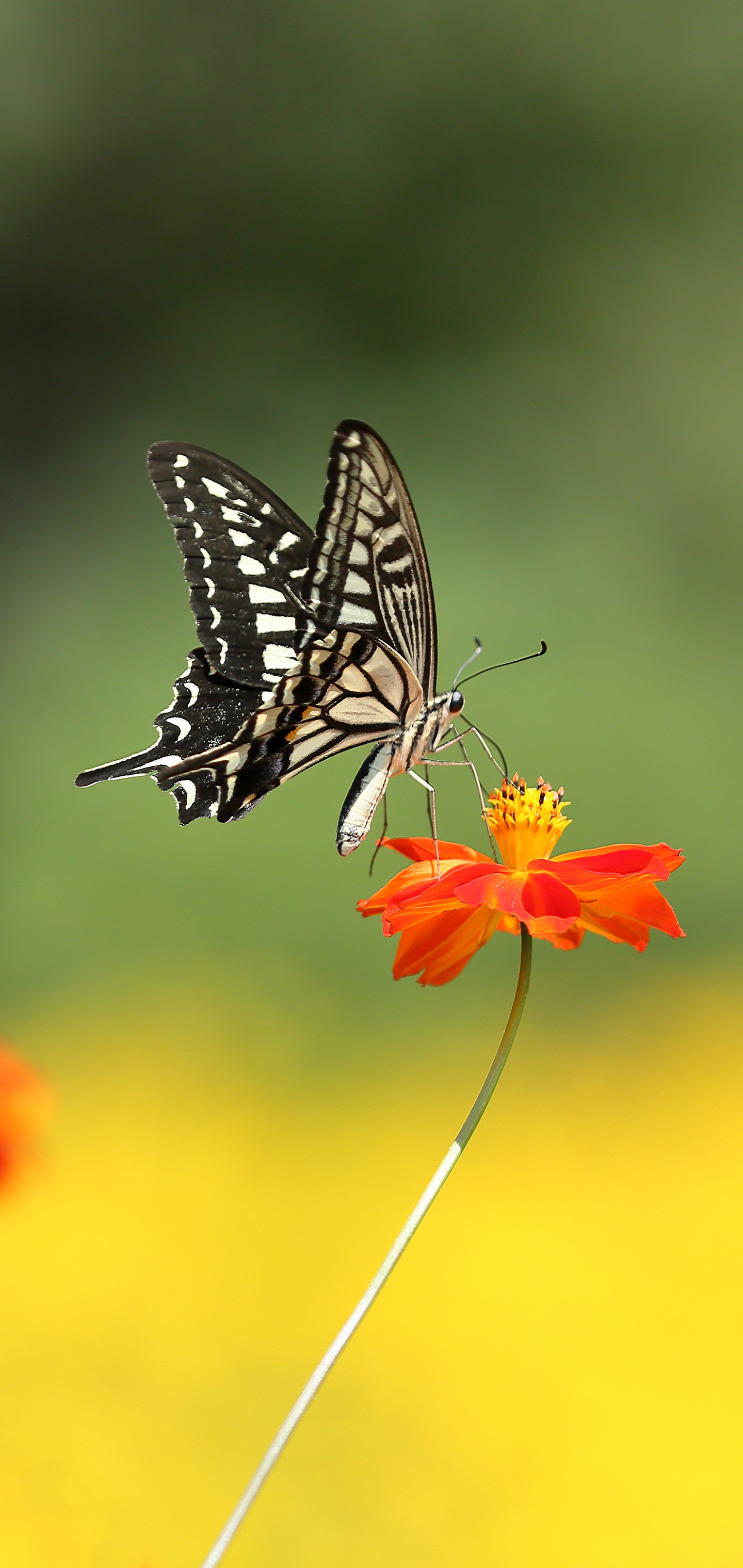 «Butterfly phone wallpaper» HD Wallpapers